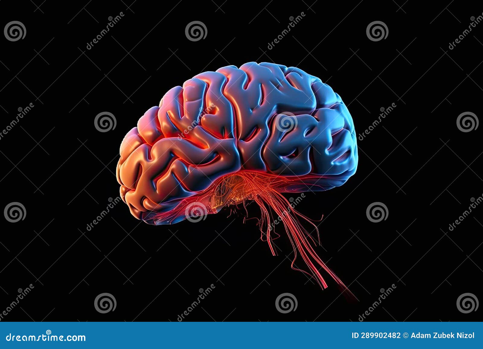A red and blue brain stock illustration. Illustration of neuroscience ...