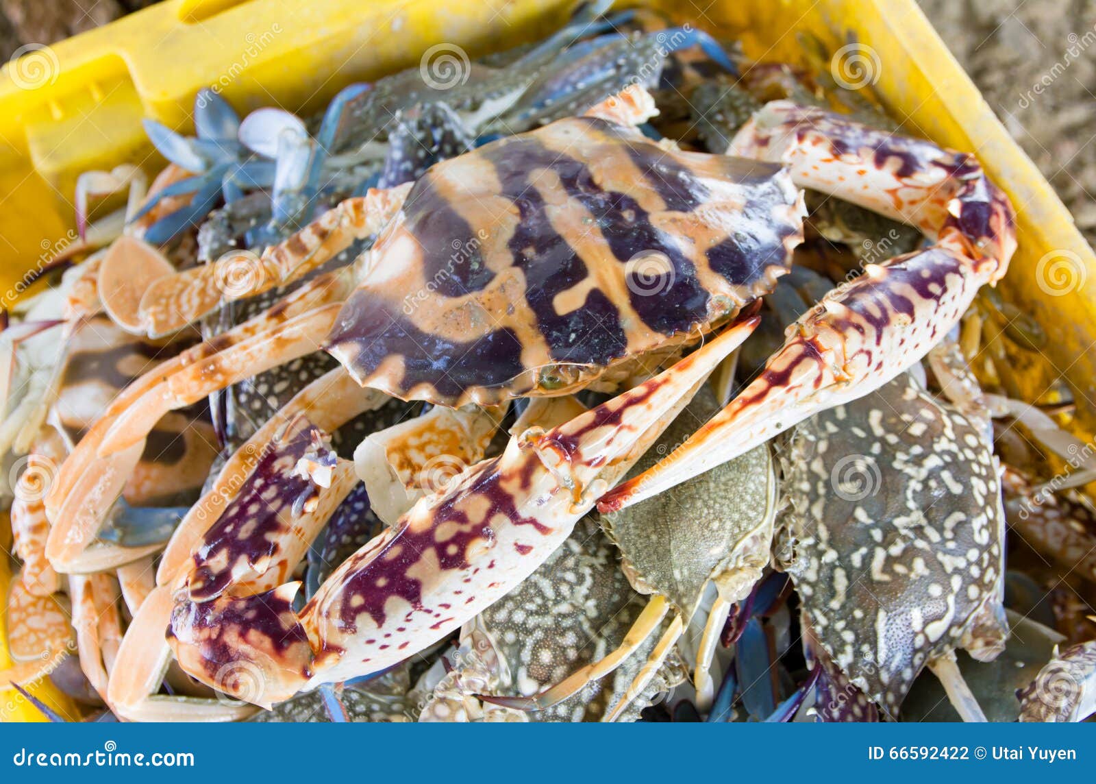 Red Blue Crab in Yellow Basket Stock Photo - Image of life, blue: 66592422