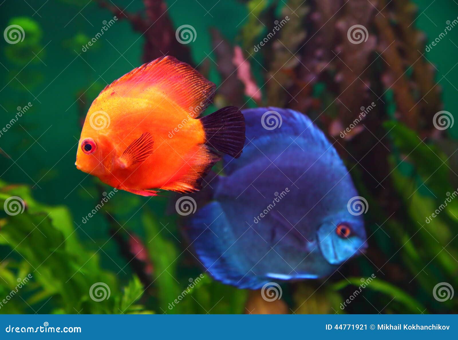 Red and blue discus fish stock image. Image of cichlid - 44771921
