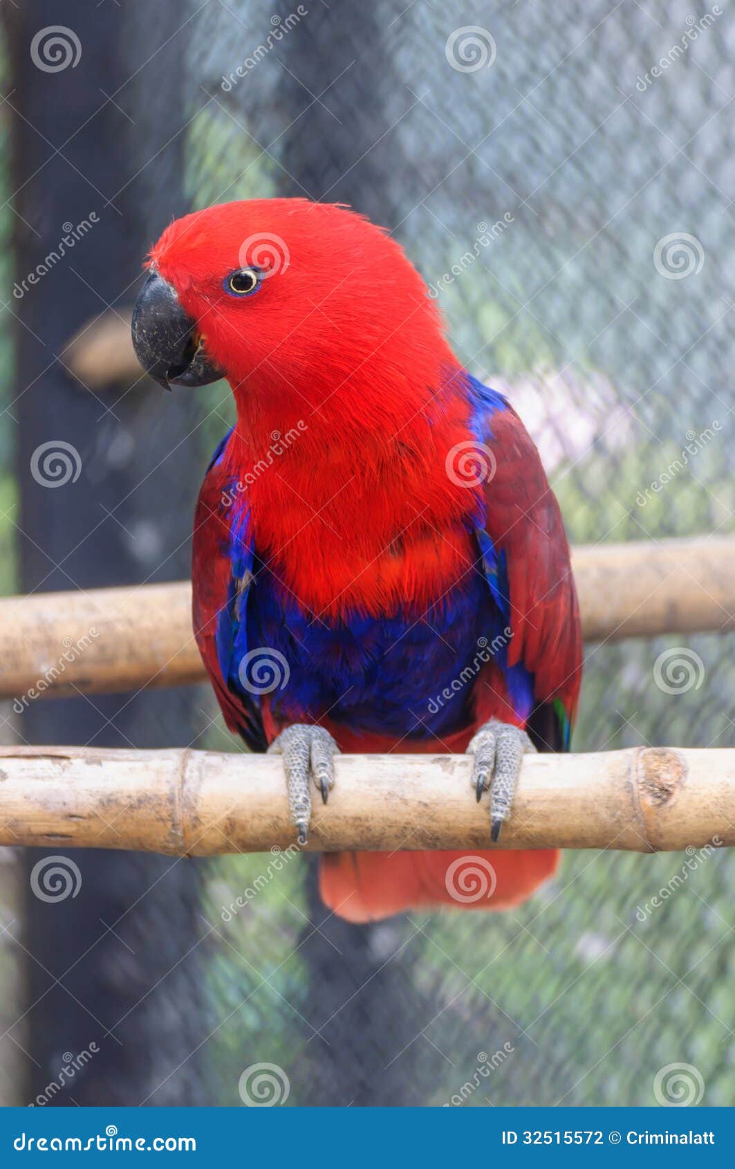 Red blue electus parrot stock photo. Image of nature - 32515572