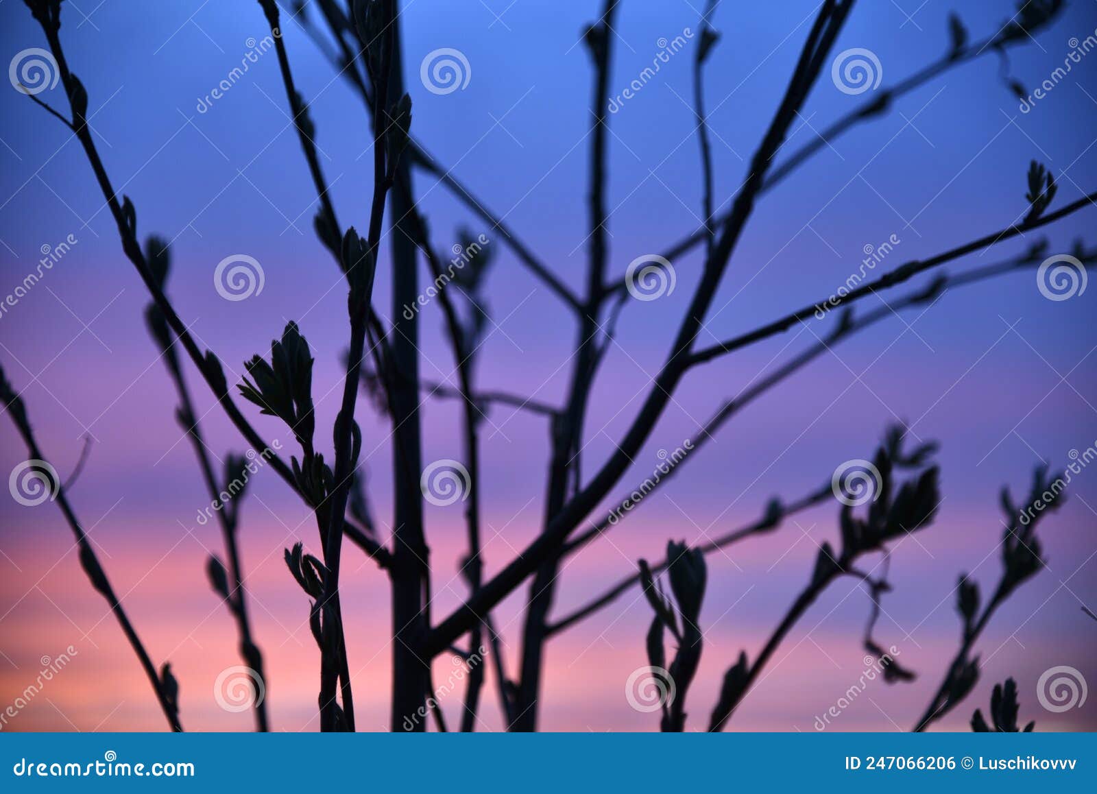Red and Blue Evening Sunset through the Branches of Trees Stock Photo ...