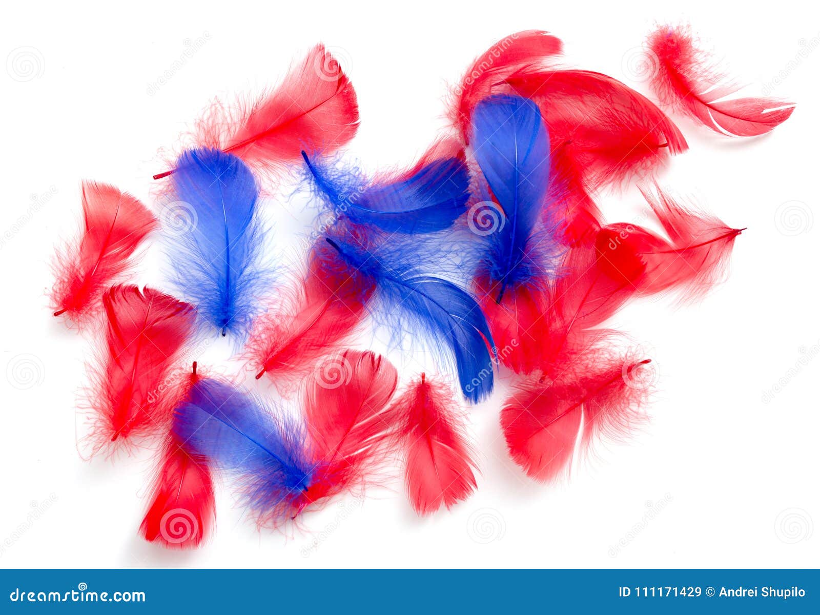 Red and Blue Feather on a White Background Stock Image - Image of ...