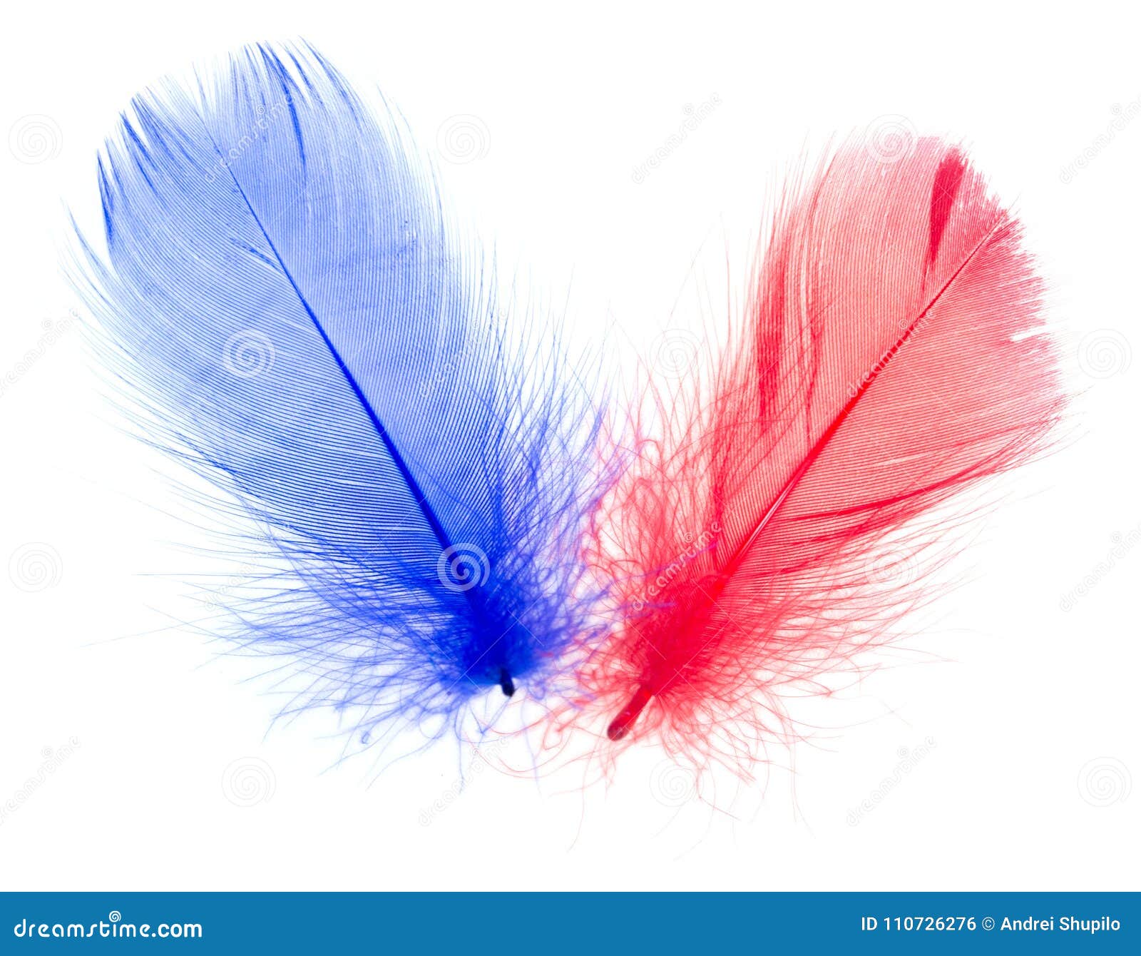 Red and Blue Feather on a White Background Stock Photo - Image of ...