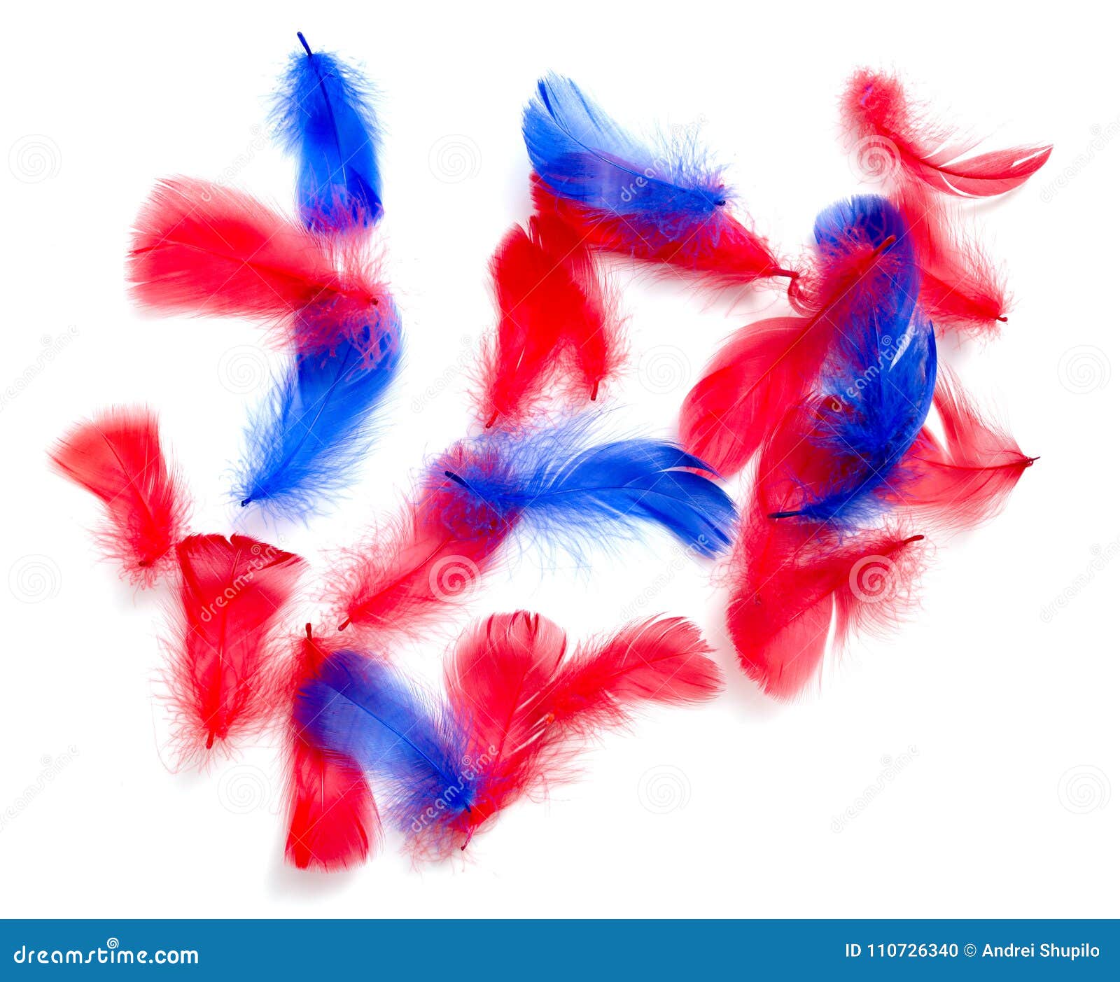 Red and Blue Feather on a White Background Stock Photo - Image of ...