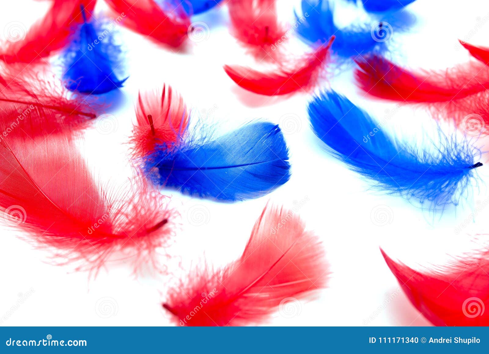 Red and Blue Feather on a White Background Stock Photo - Image of ...