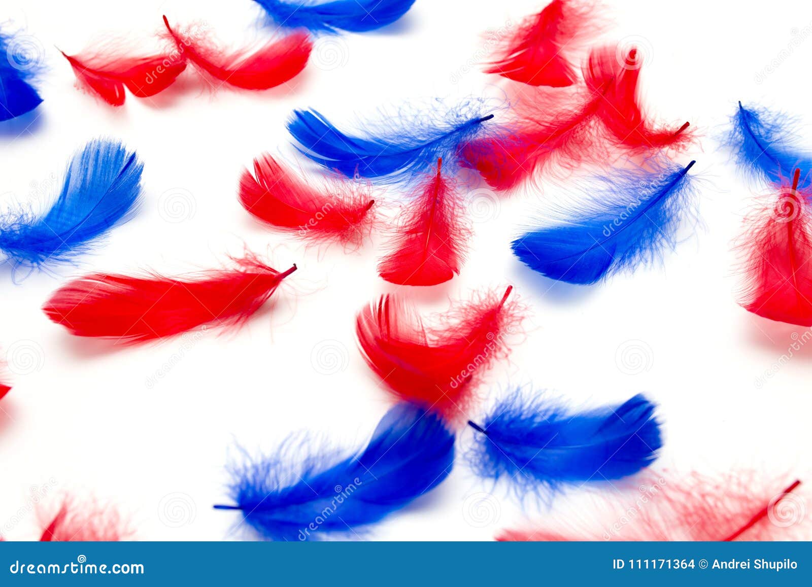 Red and Blue Feather on a White Background Stock Photo - Image of ...