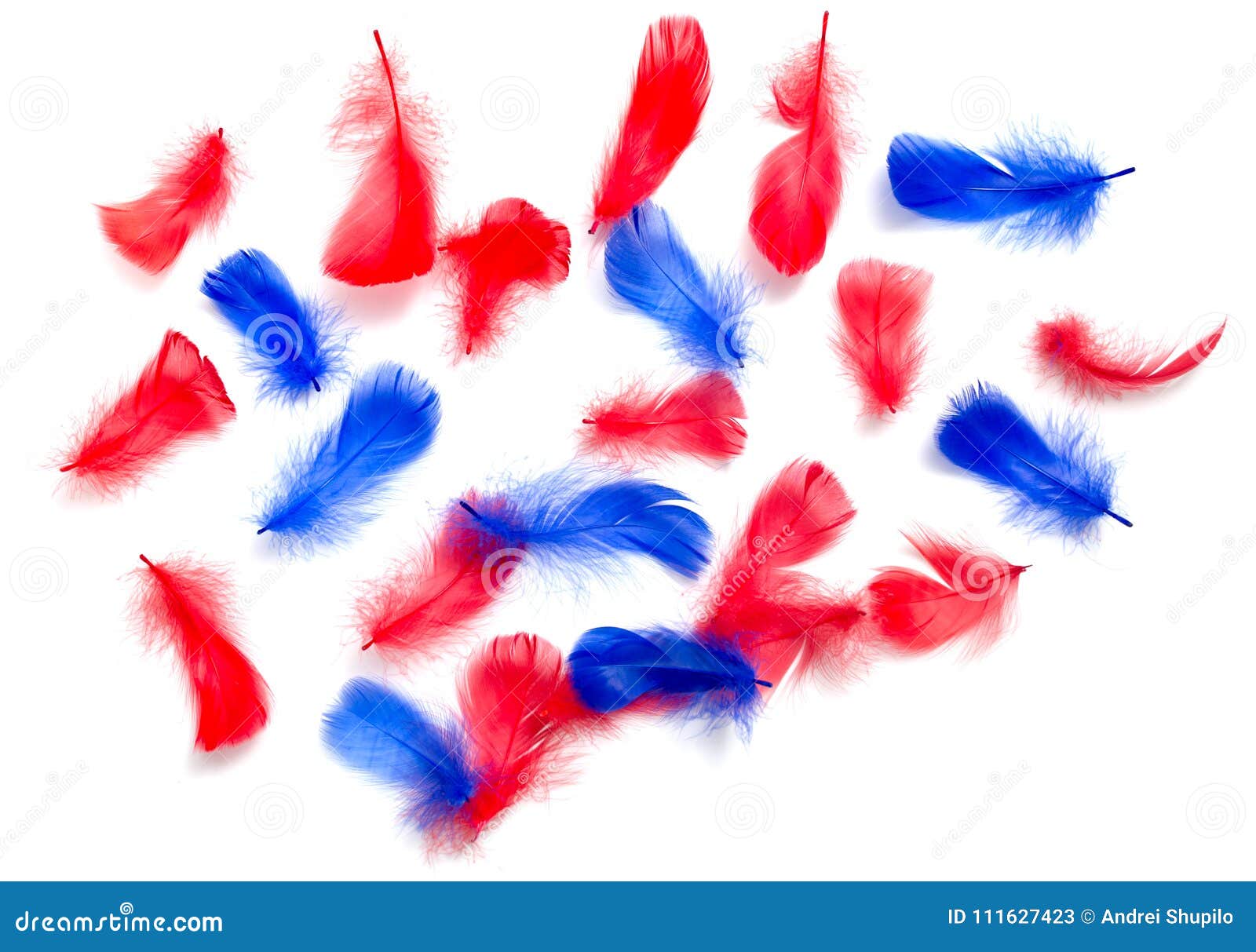 Red and Blue Feather on a White Background Stock Image - Image of ...