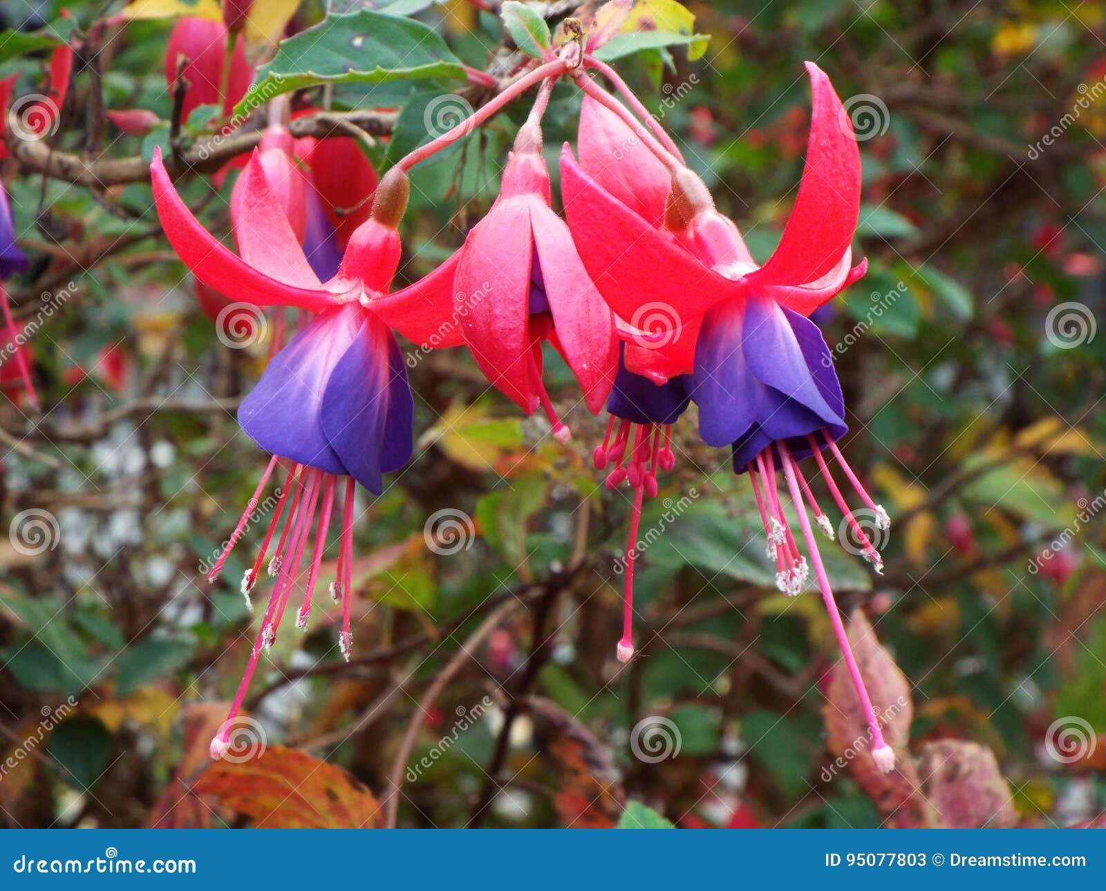 Red and blue flower stock image. Image of plant, lovely - 95077803