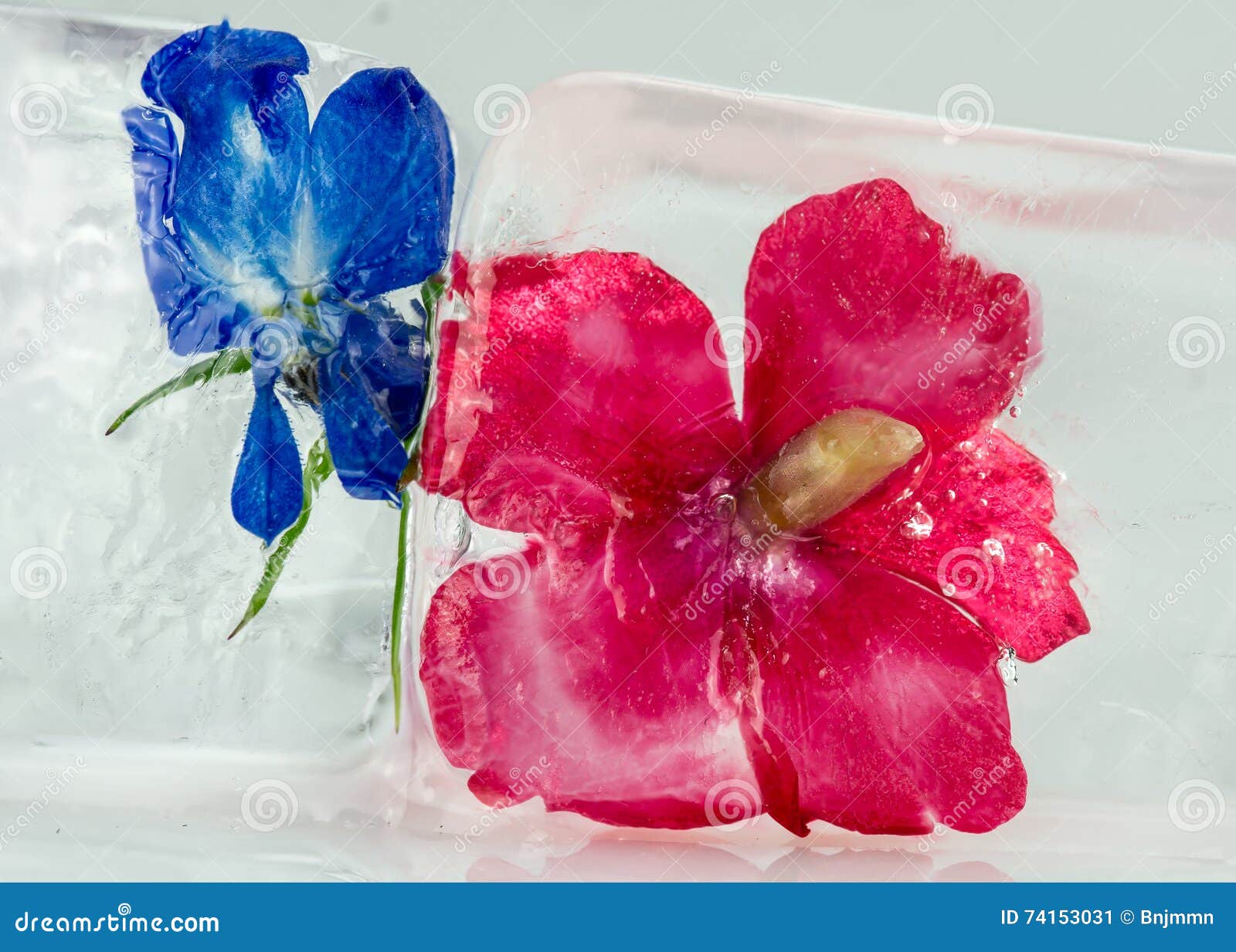 Red and Blue Flowers in Ice Stock Image - Image of flowers, blue: 74153031
