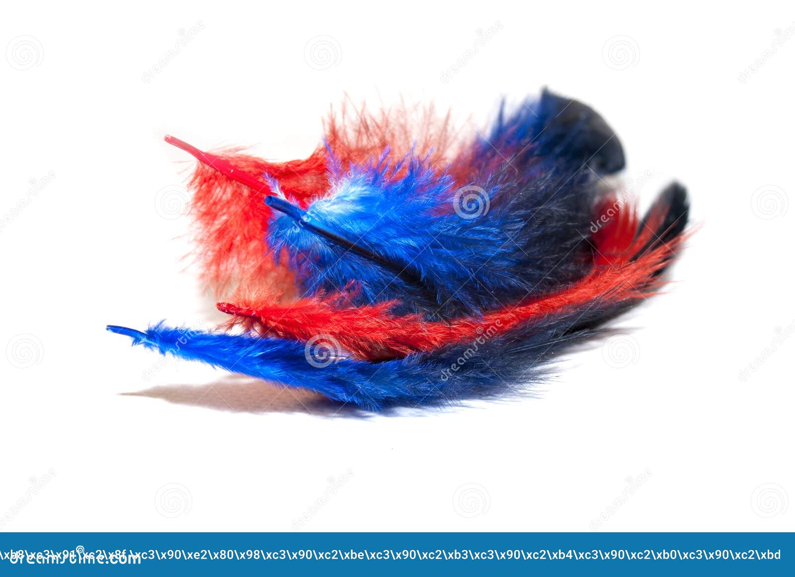 Red and Blue Fluffy Feather on a White Background. Copy Space Stock ...