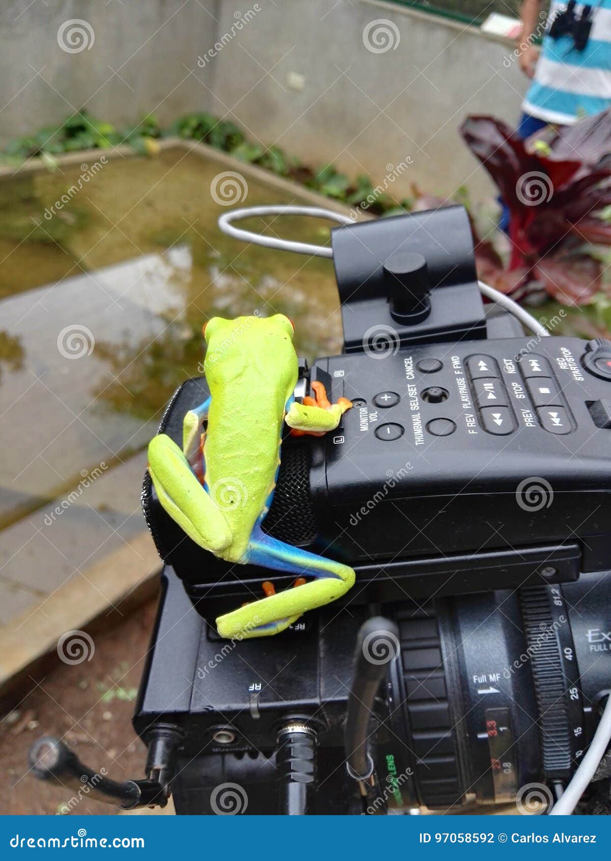 RED and BLUE FROG OVER a CAMERA VIDEO CAMERA Stock Photo - Image of ...