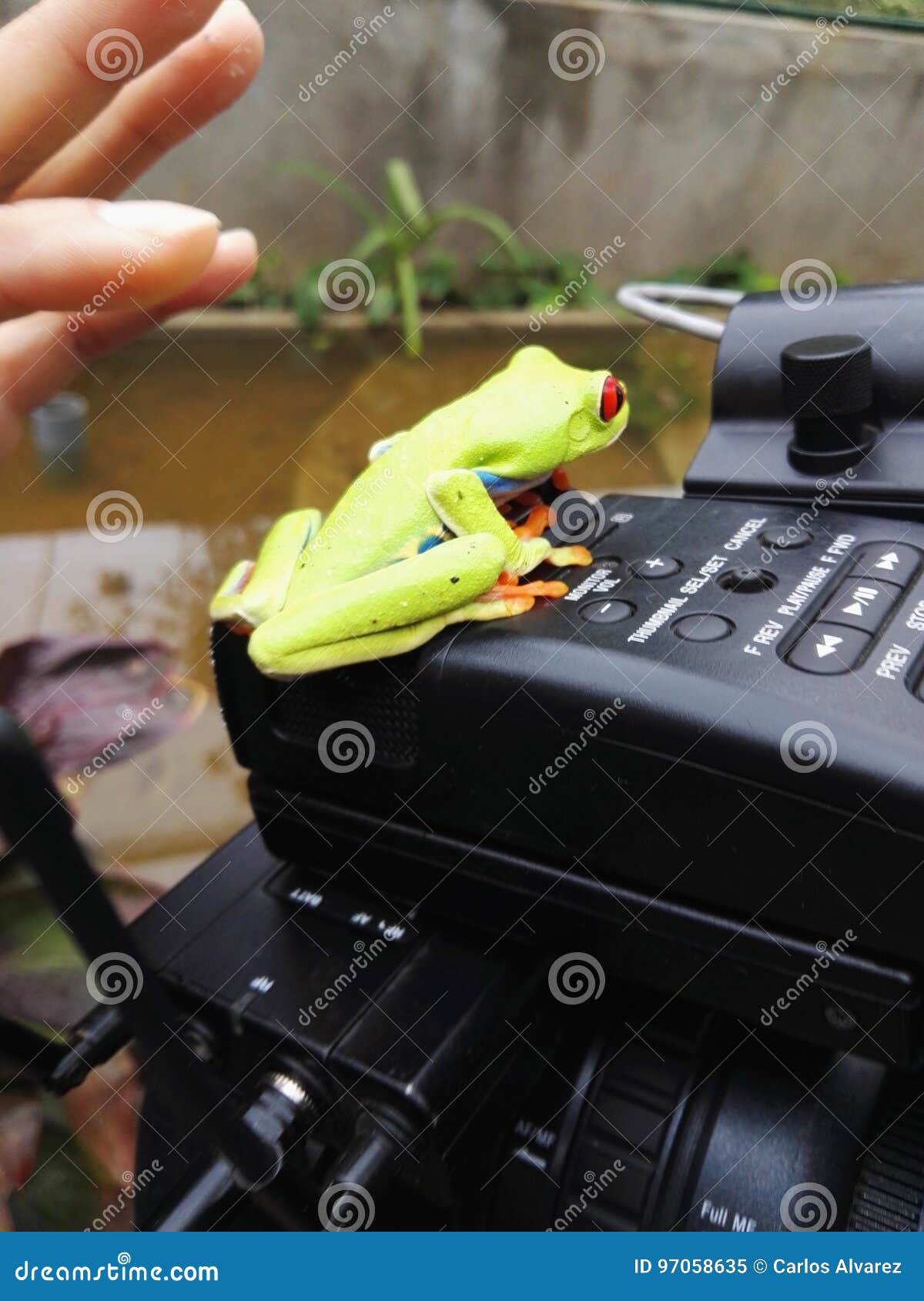 RED and BLUE FROG OVER a CAMERA VIDEO CAMERA Stock Image - Image of ...