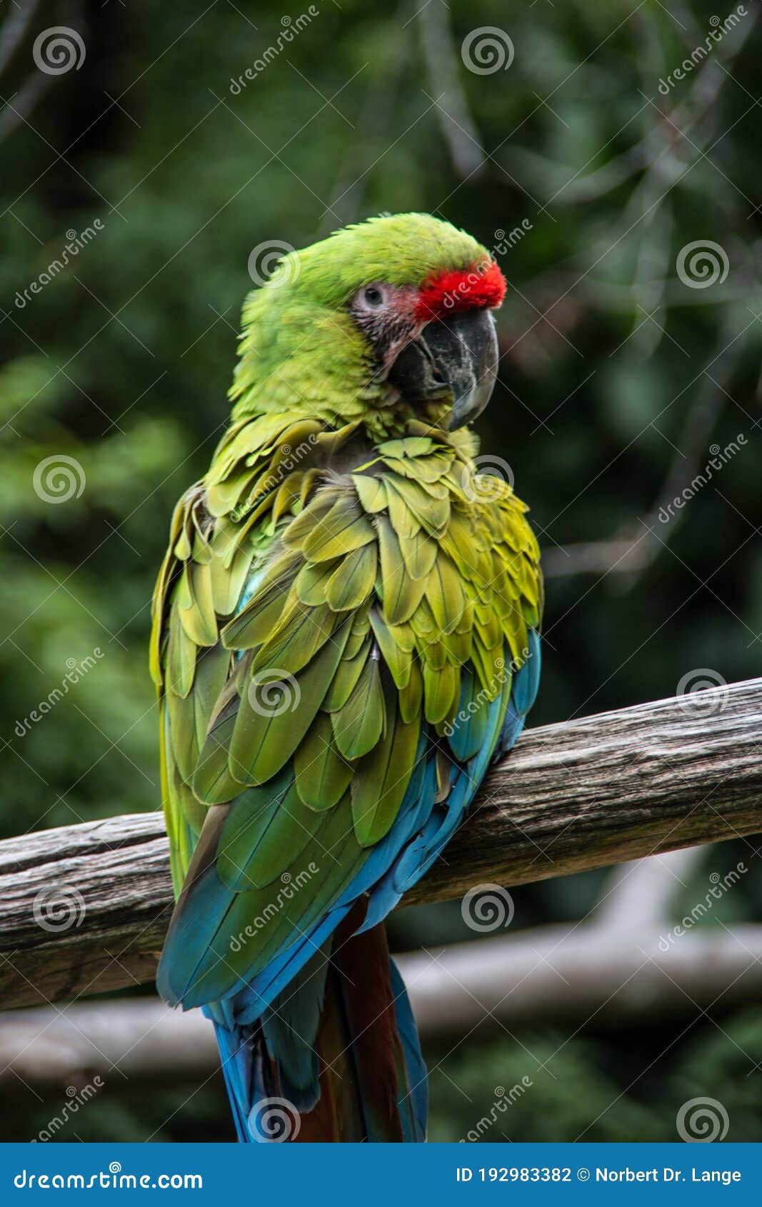 Red blue green big parrots stock photo. Image of south - 192983382