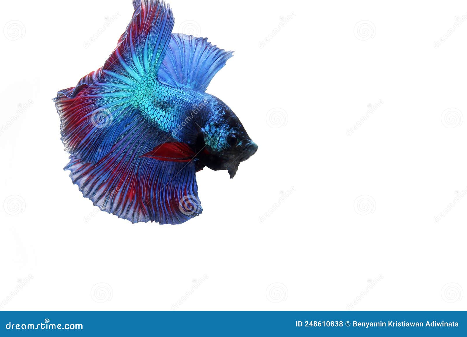 Red Blue Halfmoon Betta Fish on White Background Stock Photo - Image of ...