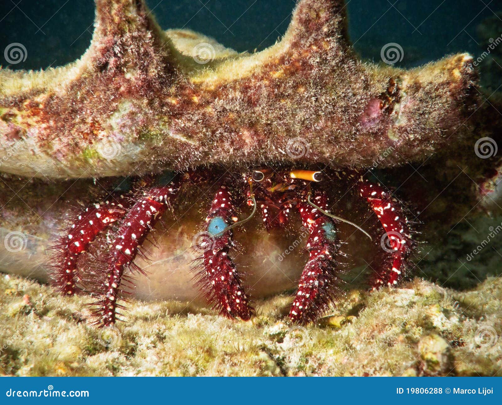 Red and Blue hermit crab stock photo. Image of animal - 19806288