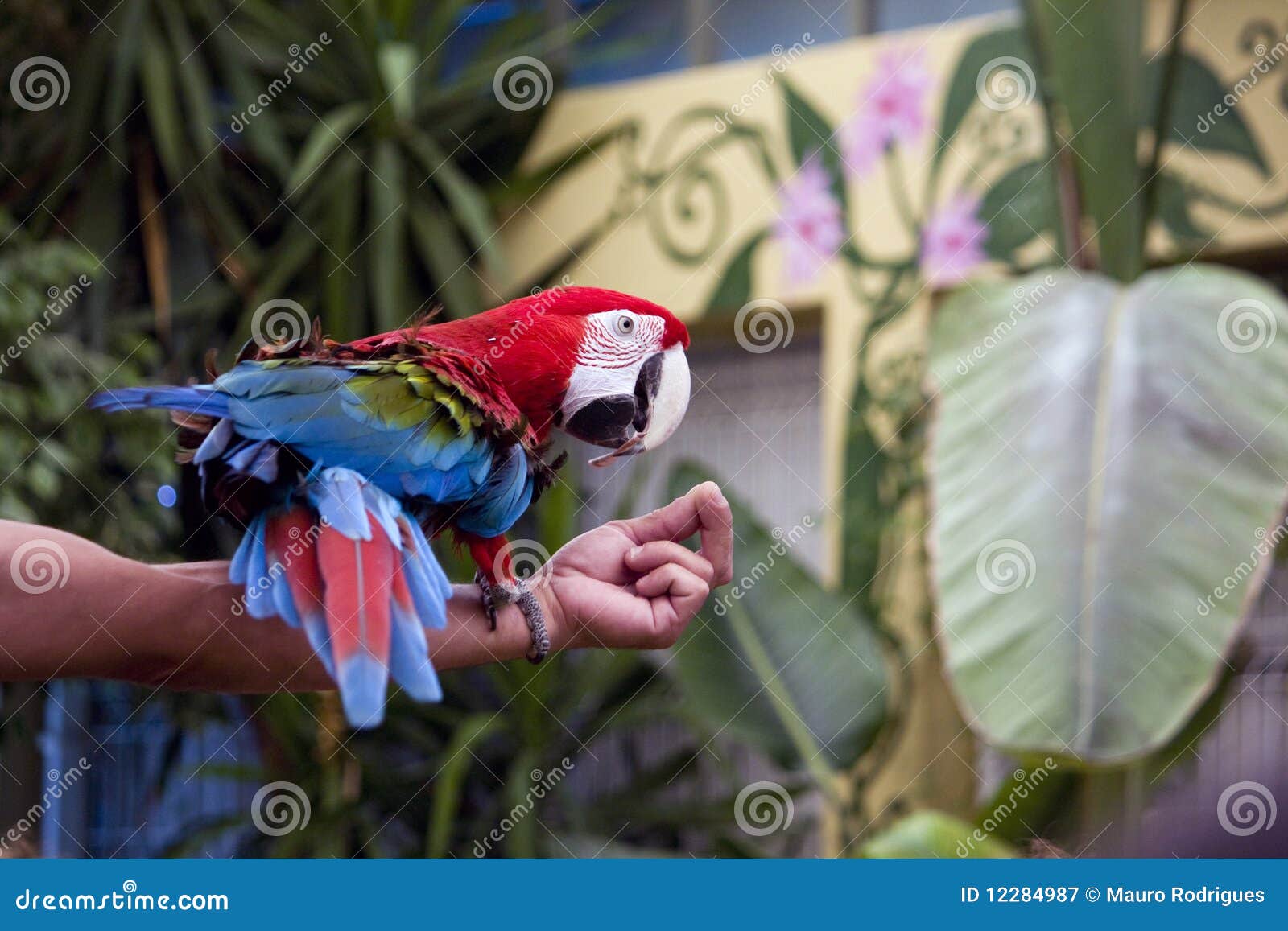 Red and blue macaw stock image. Image of beak, bird, imitation - 12284987