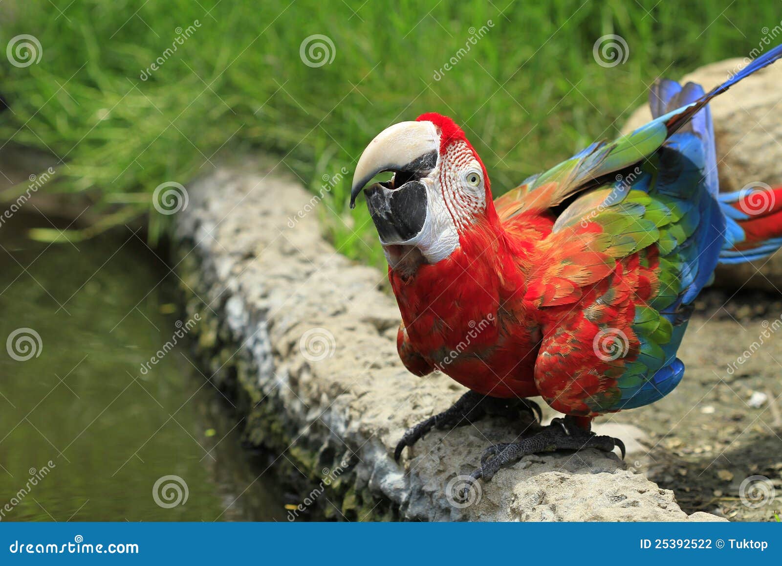 Red and blue macaw stock photo. Image of together, bright - 25392522