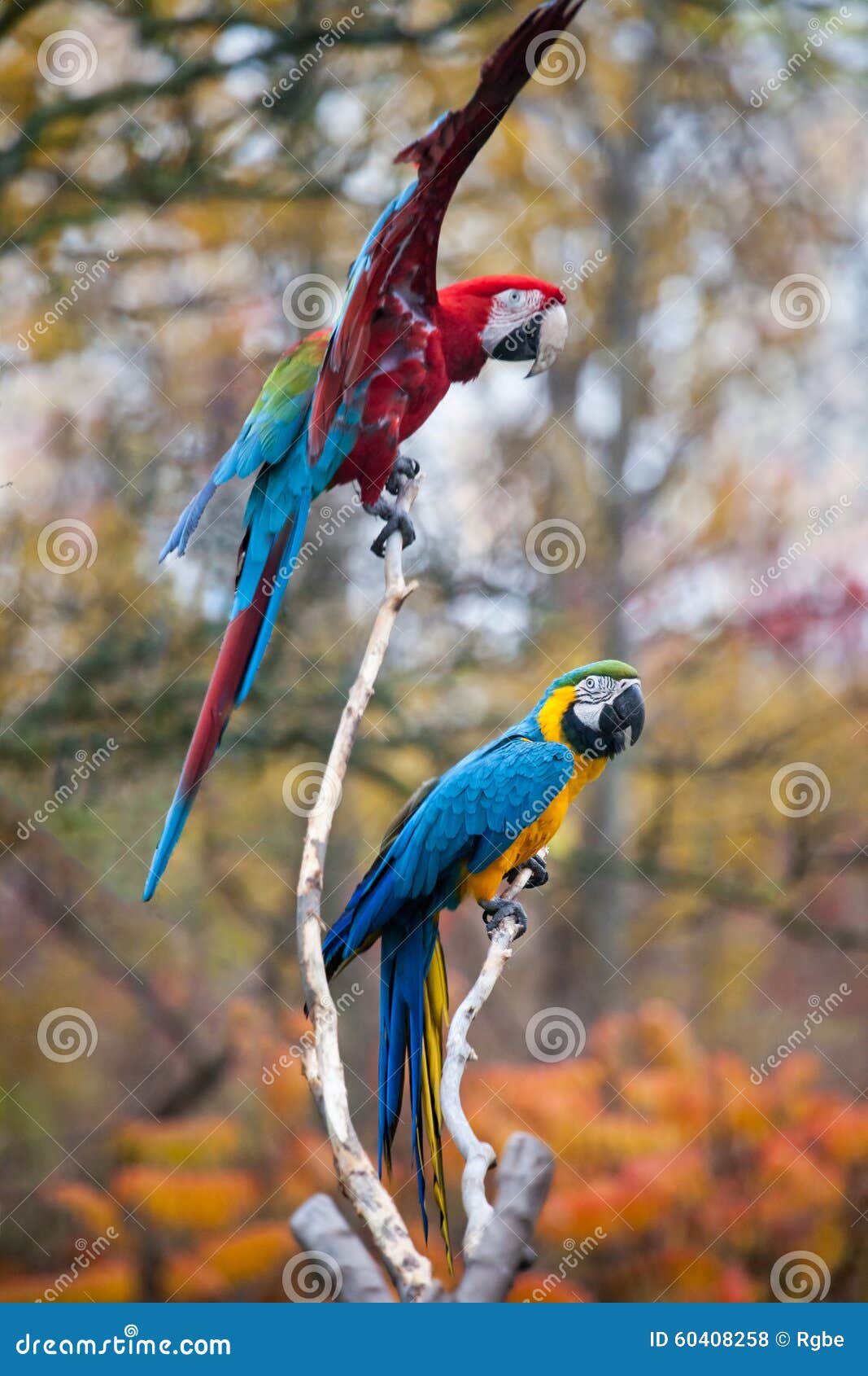 Red and blue macaw stock photo. Image of wildlife, green - 60408258