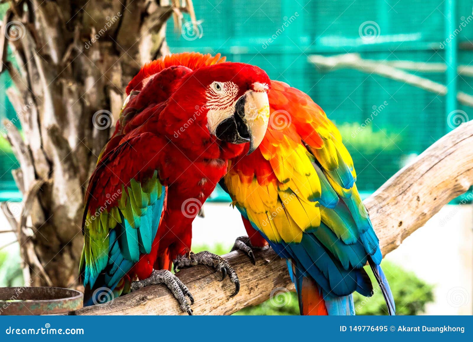 Red and Blue Macaw is cute stock image. Image of background - 149776495