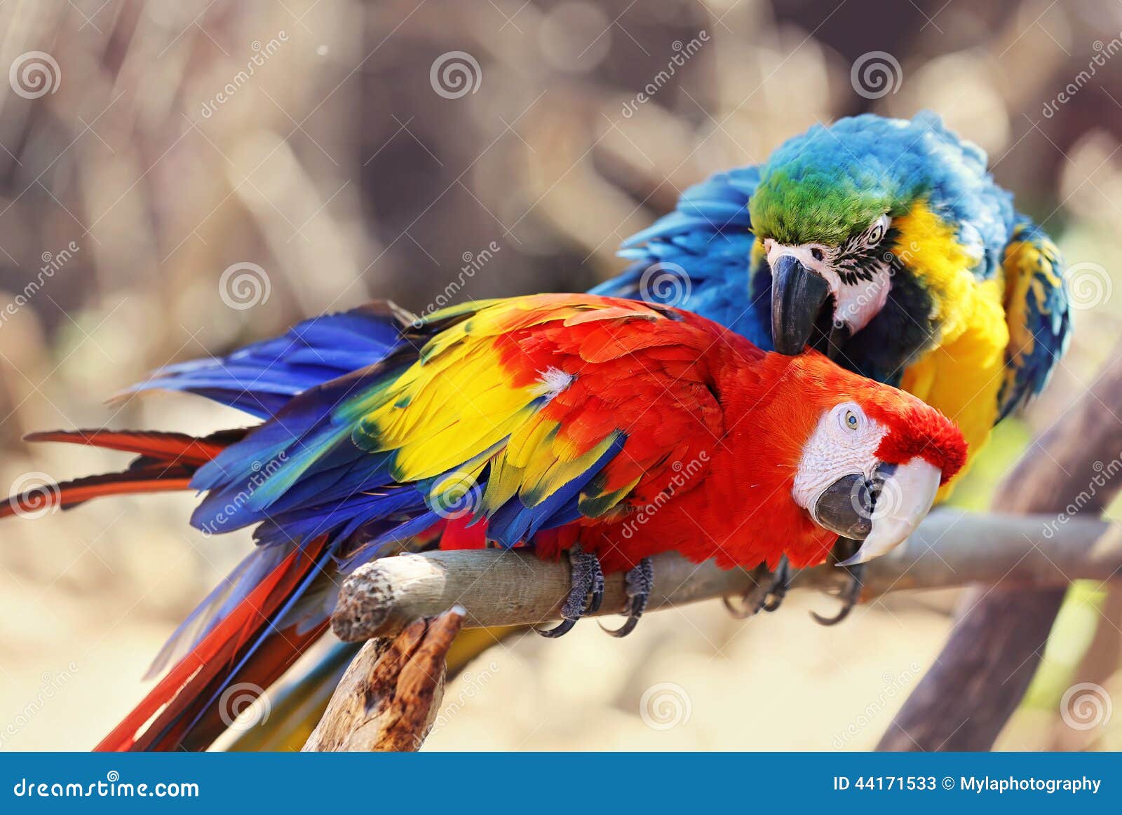 1,449 Maccaw Photos - Free & Royalty-Free Stock Photos from Dreamstime