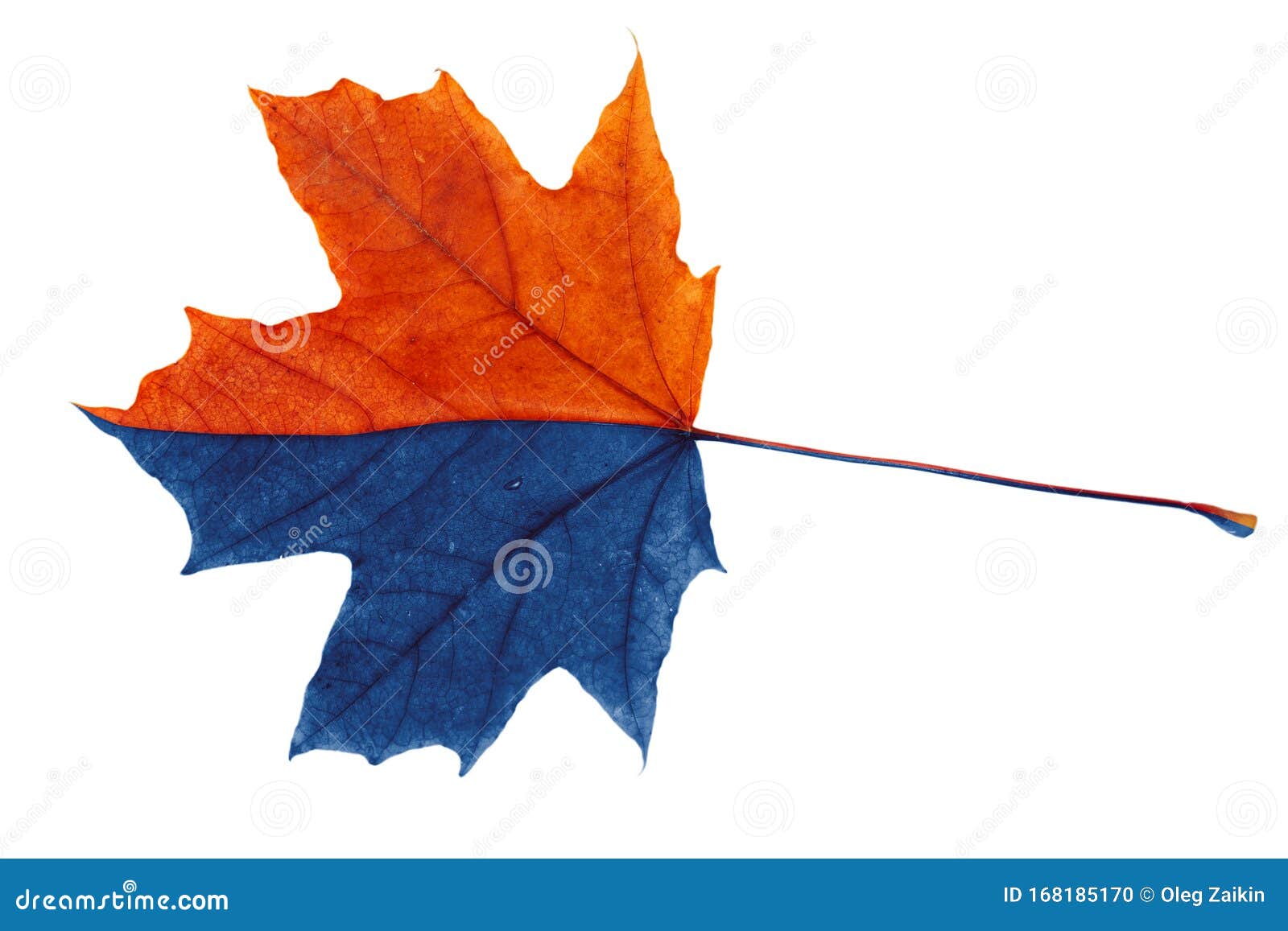 Red Blue Maple Leaf on a White Background. Stock Photo - Image of color ...