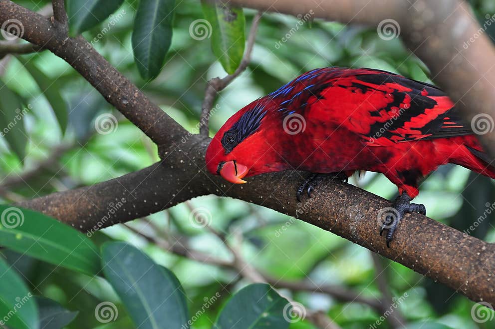 Red and Blue Parrot stock photo. Image of america, bird - 13338248