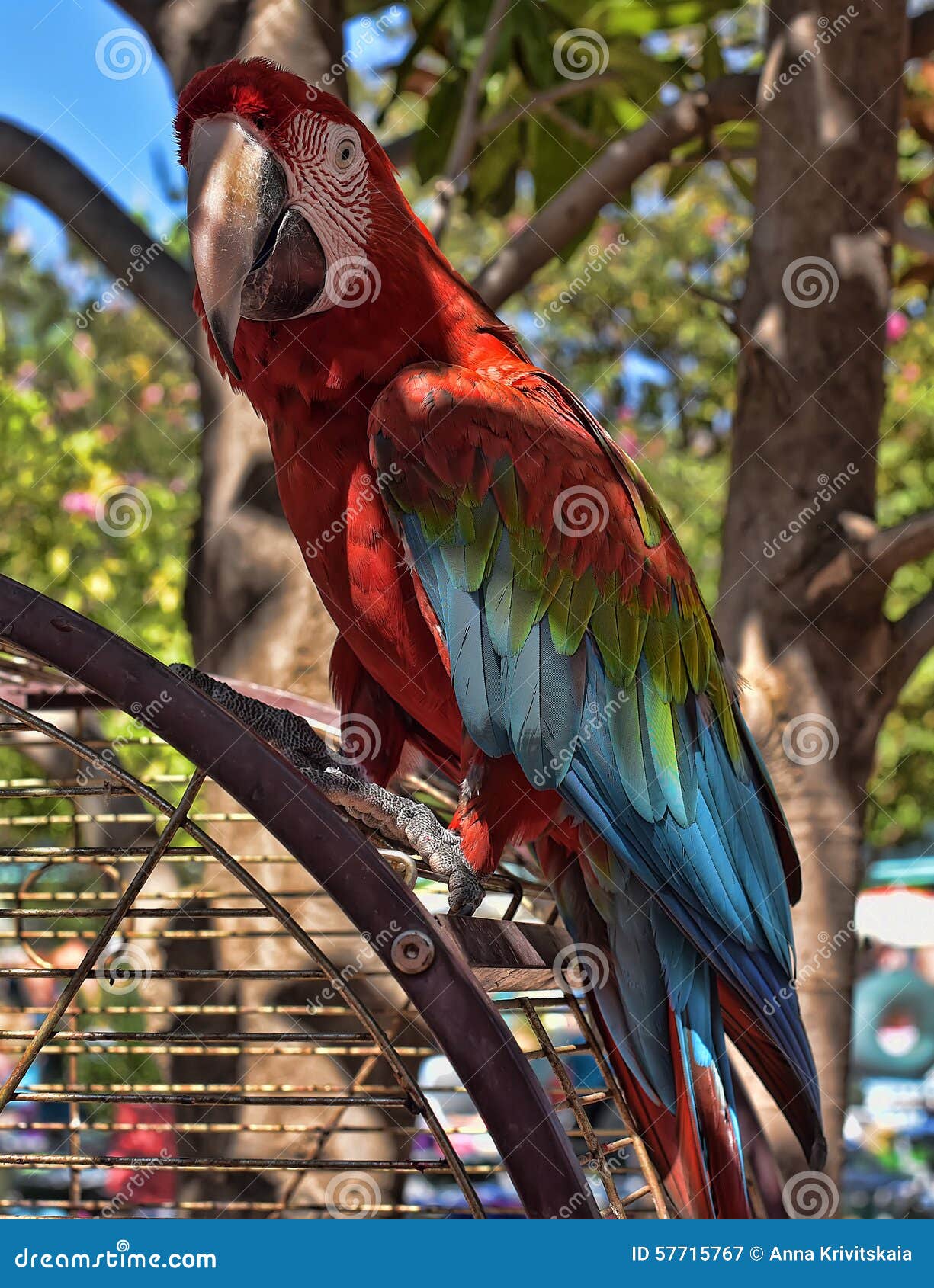 Red and blue parrot stock image. Image of animal, beak - 57715767