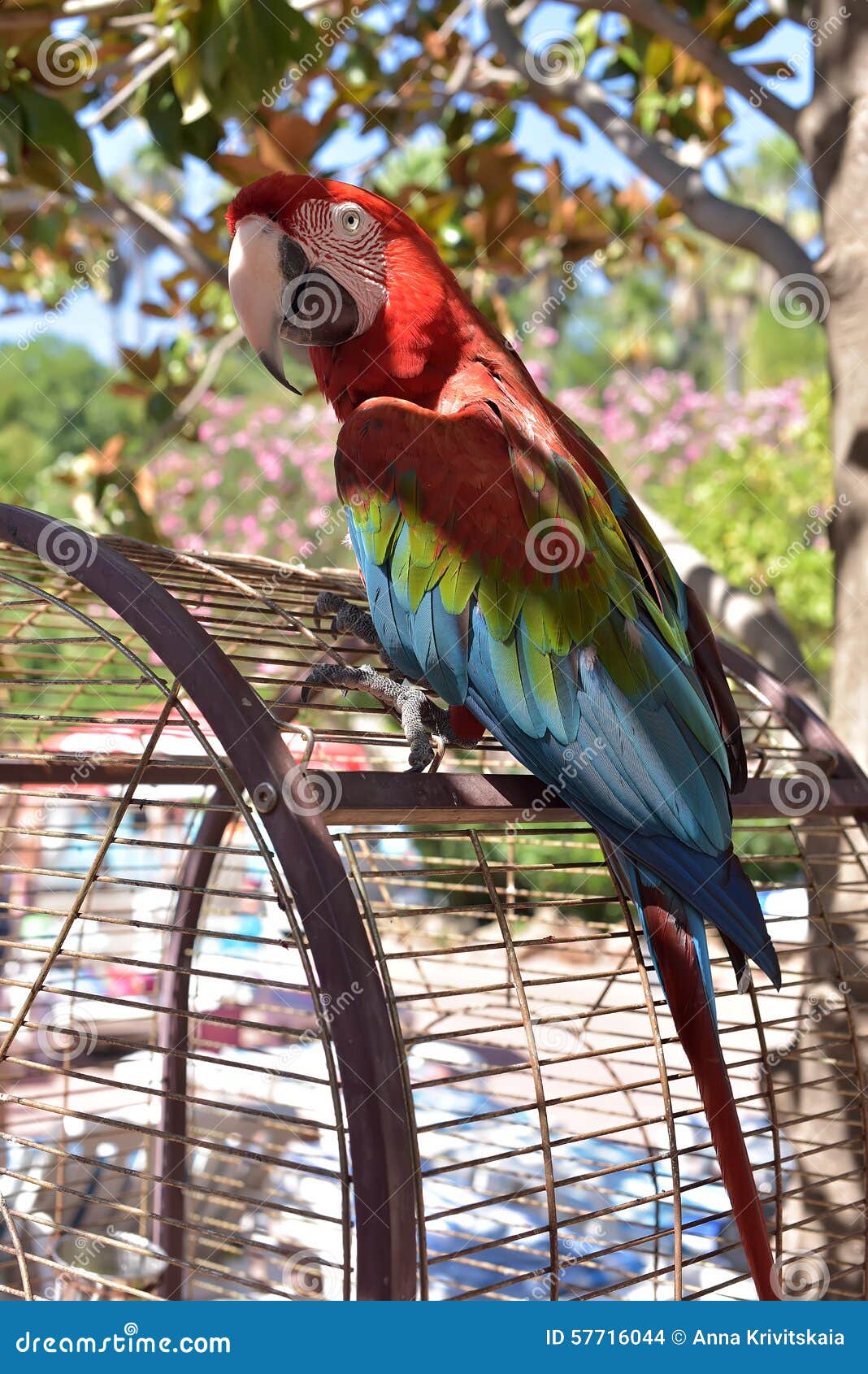 Red and blue parrot stock photo. Image of beak, amusing - 57716044