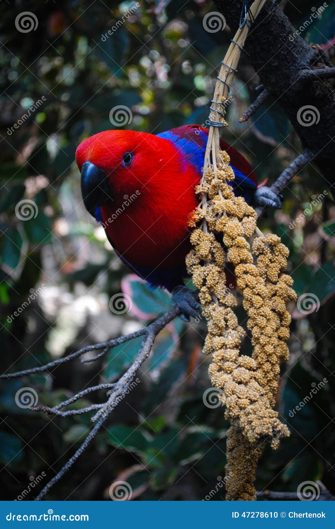 Red-blue parrot stock photo. Image of domestic, birds - 47278610