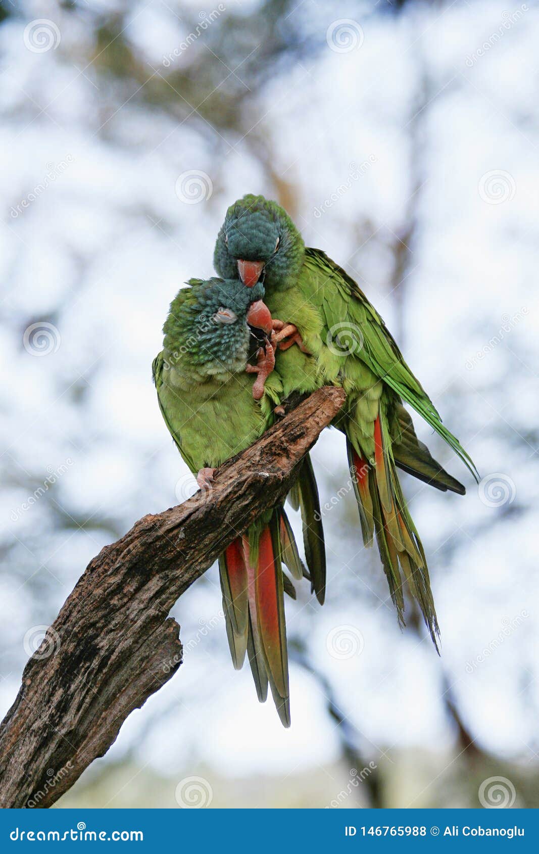 Green Small Parrot in Mexican Stock Photo - Image of colorful, bird ...