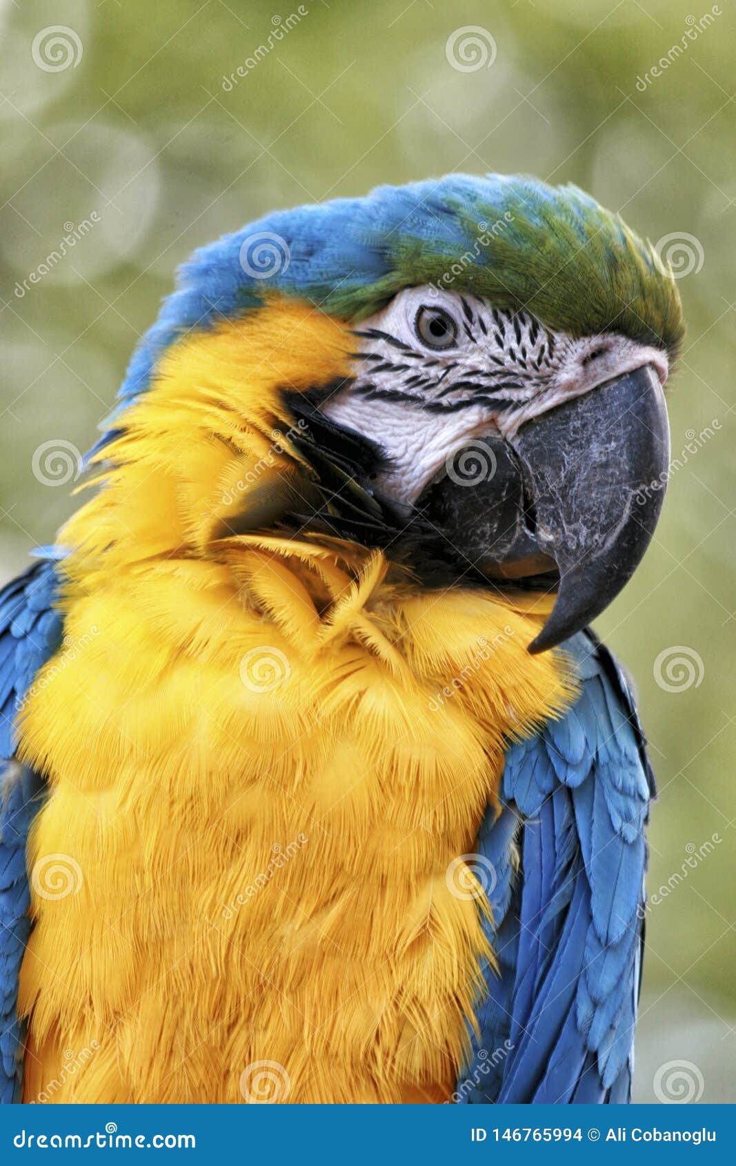 Red blue parrot in mexican stock photo. Image of nature - 146765994