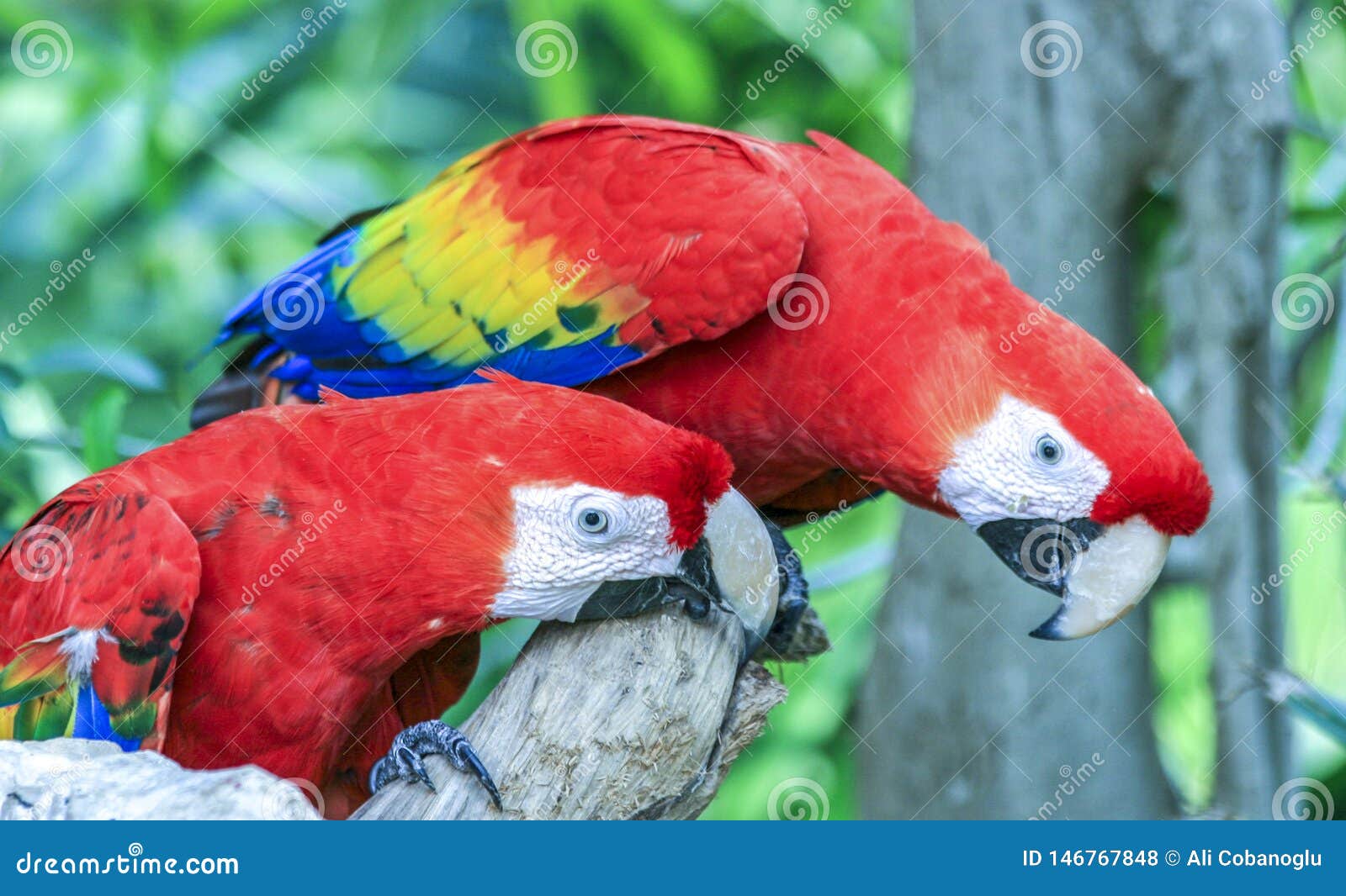 Blue parrot in mexican stock photo. Image of beak, wild - 146767848