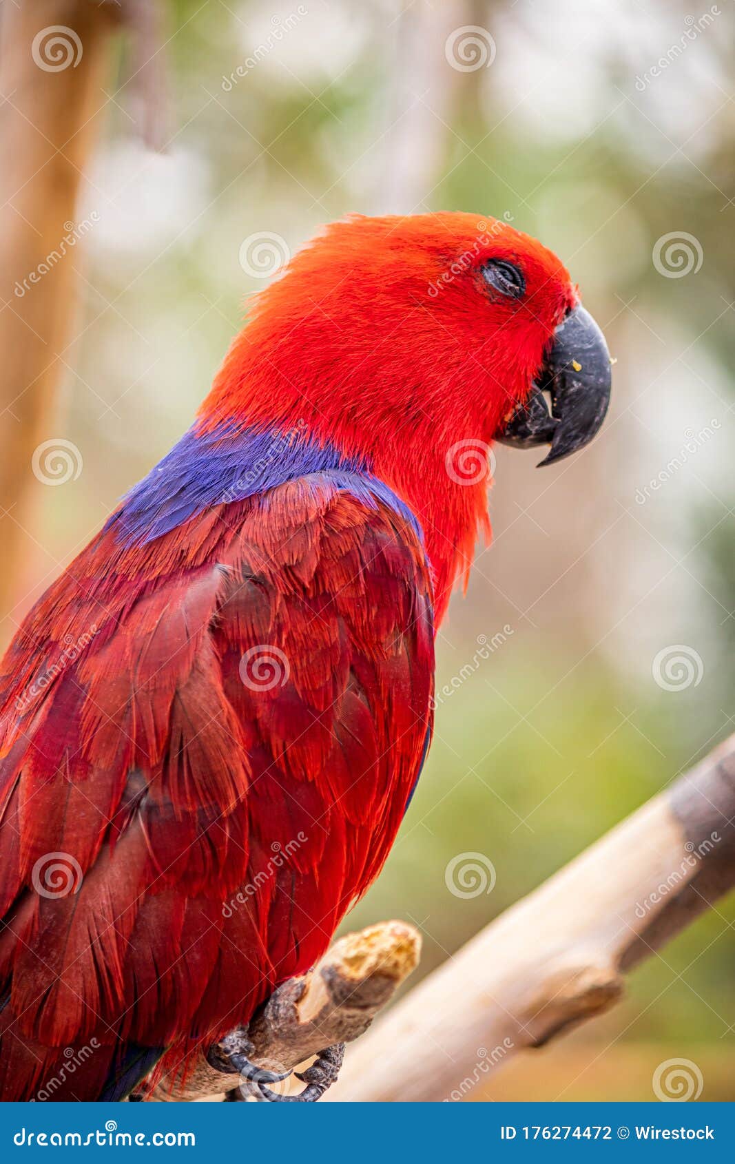 Red and Blue Parrot Sitting on the Branch of a Tree Stock Photo - Image ...