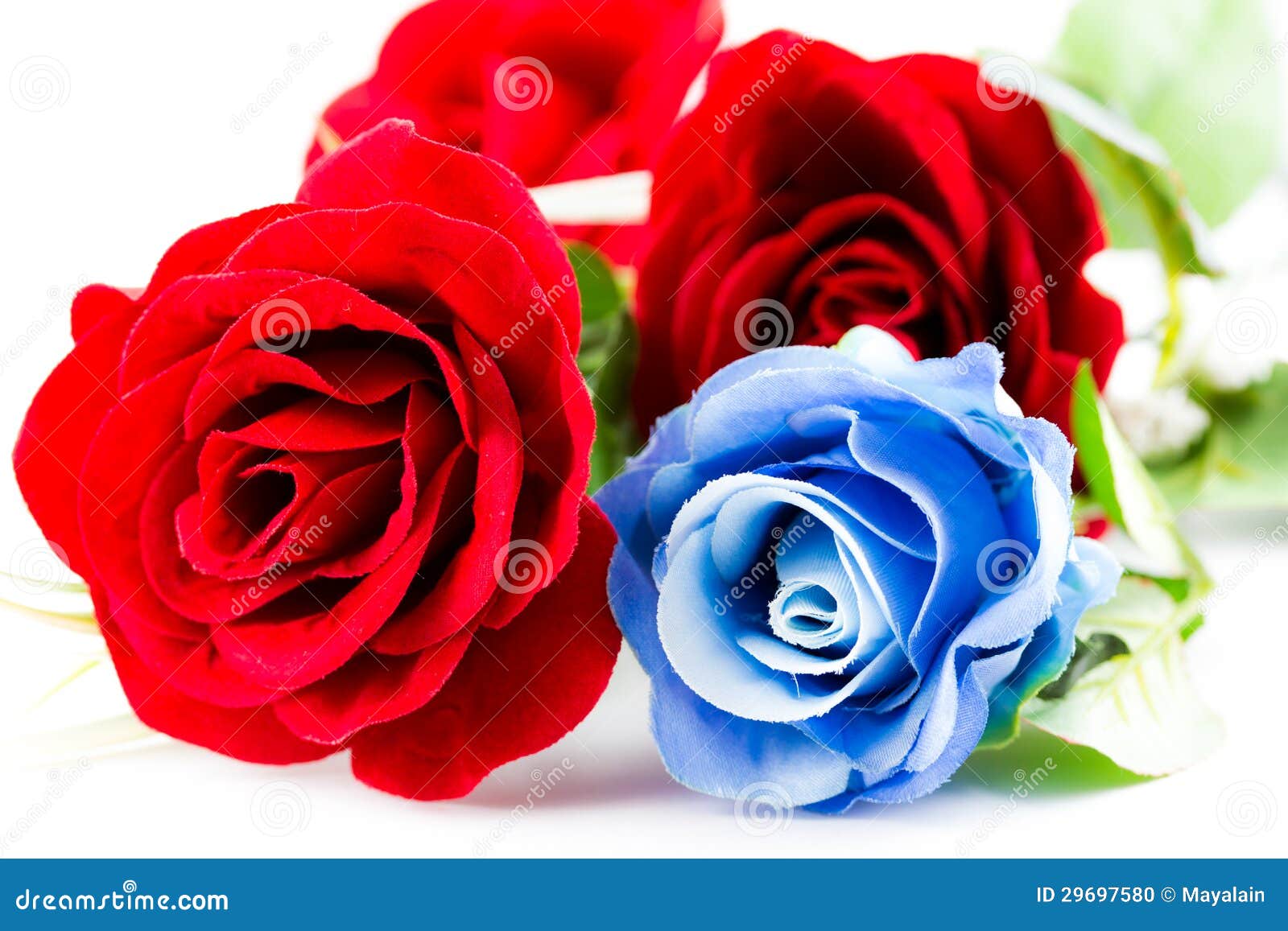 Red and blue roses stock photo. Image of blossom, love - 29697580