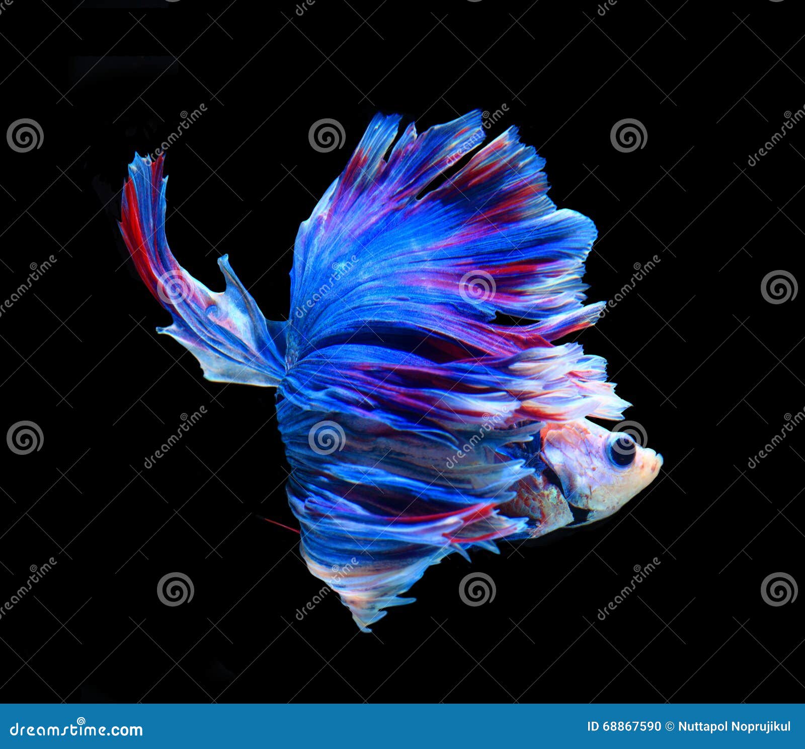 Red and Blue Siamese Fighting Fish, Betta Fish Isolated on Black Stock ...