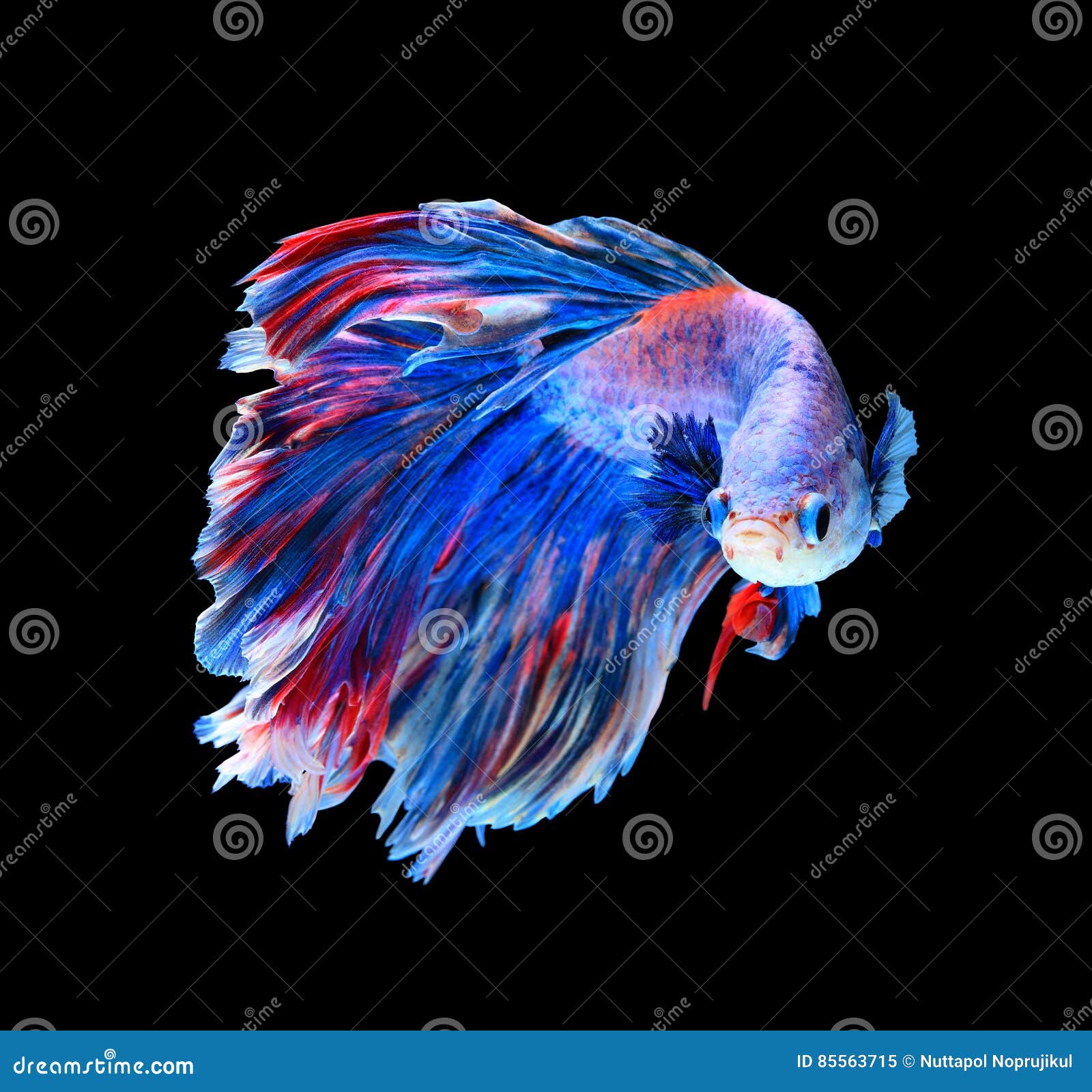 Red and Blue Siamese Fighting Fish, Betta Fish Isolated on Black Stock ...