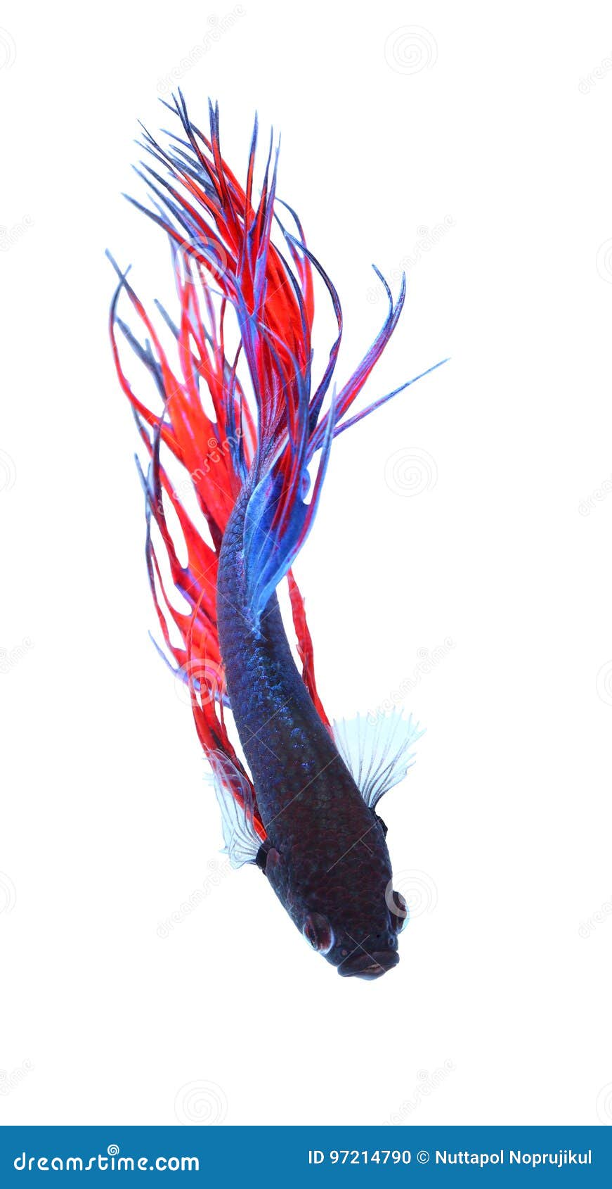 Red and Blue Siamese Fighting Fish, Betta Fish Isolated on White Stock ...