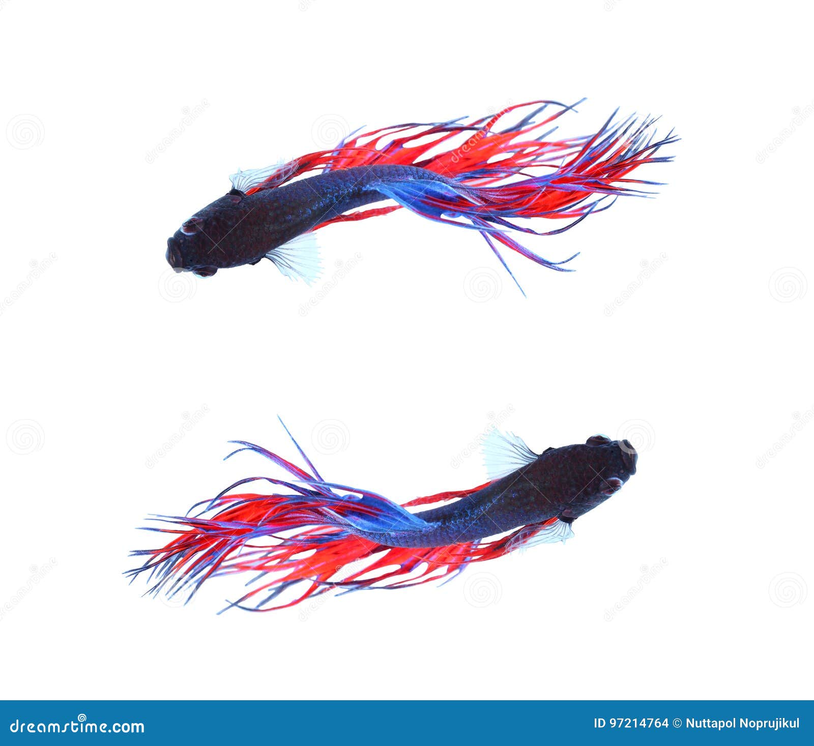 Red and Blue Siamese Fighting Fish, Betta Fish Isolated on White Stock ...