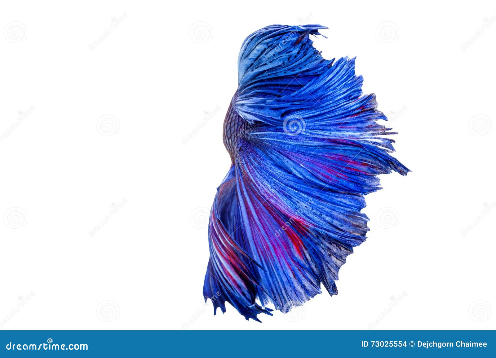 Red and Blue Siamese Fighting Fish. Stock Photo - Image of breathing ...