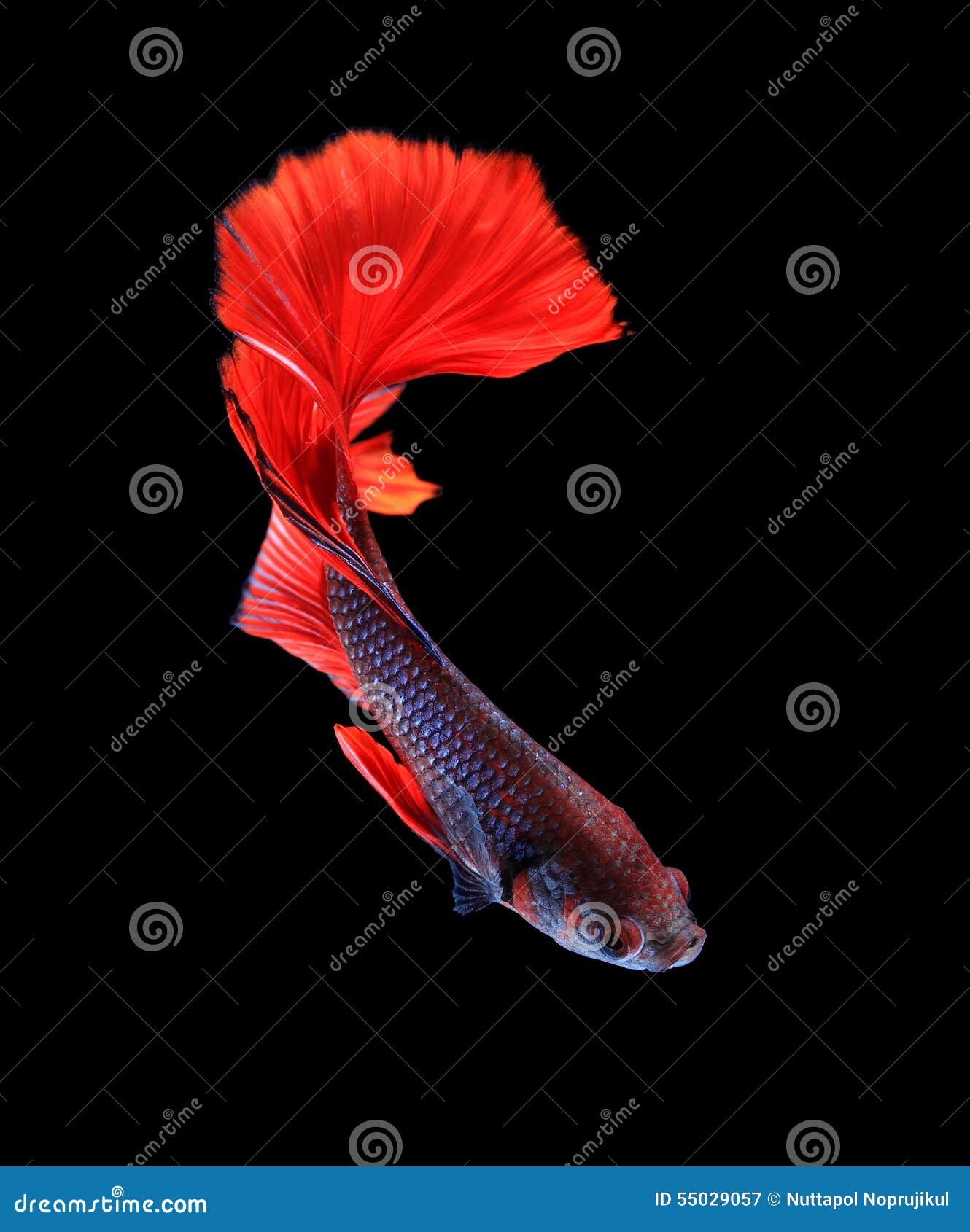 Halfmoon Betta Fighting Fish In Thailand On Isolated Black Background ...