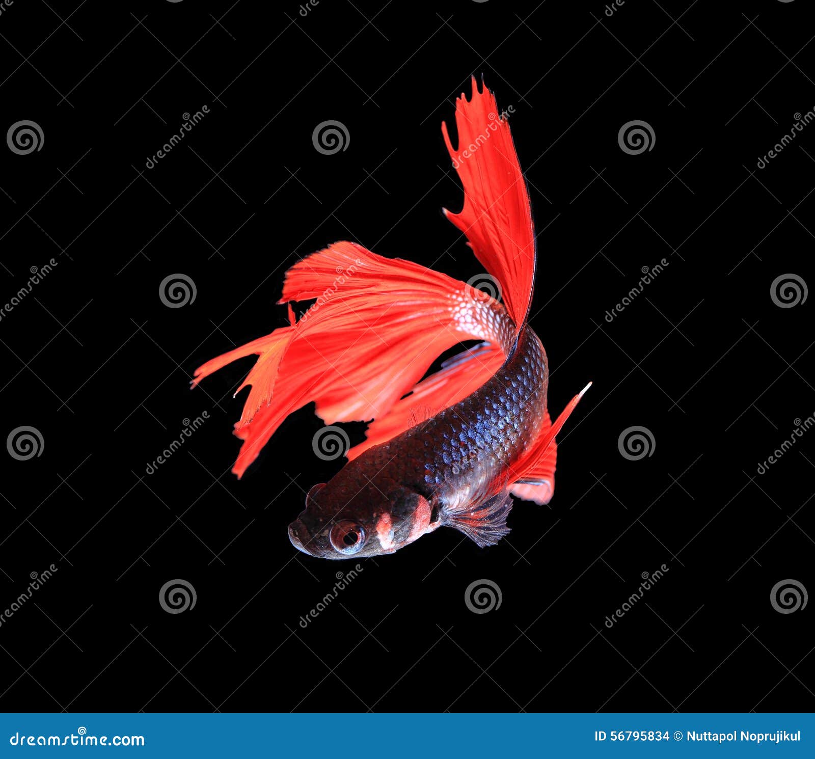 Red and Blue Siamese Fighting Fish Halfmoon , Betta Fish Isolate Stock ...