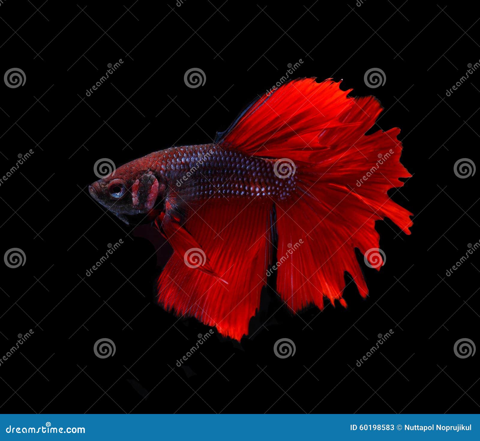 Halfmoon Betta Fish