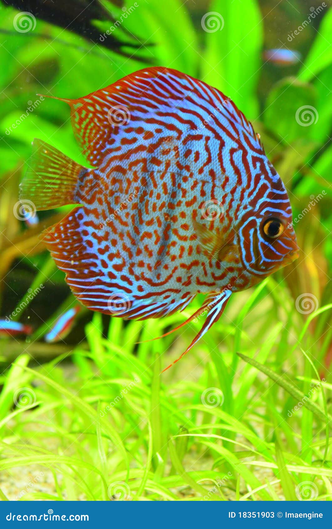 Red and Blue Symphysodon Discus Stock Image - Image of blue, fish: 18351903