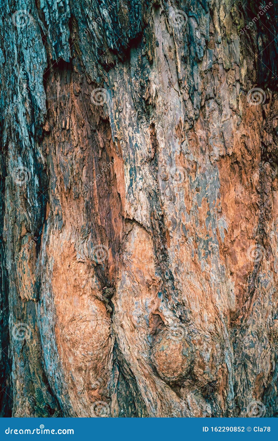 Red and Blue Tree Texture Background Stock Photo - Image of material ...