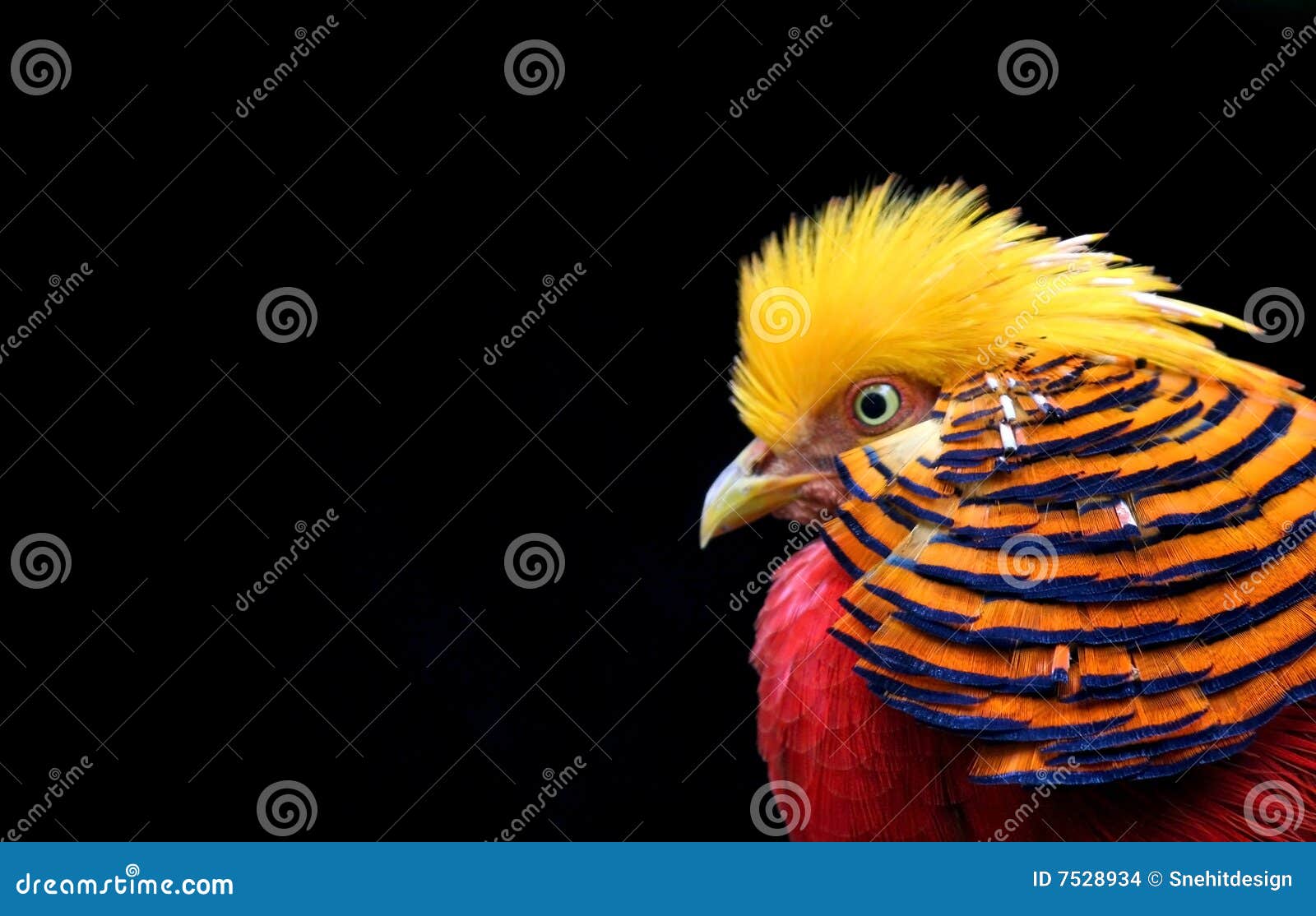 Red Blue and Yellow Colored Bird Stock Photo - Image of bird, parrot ...