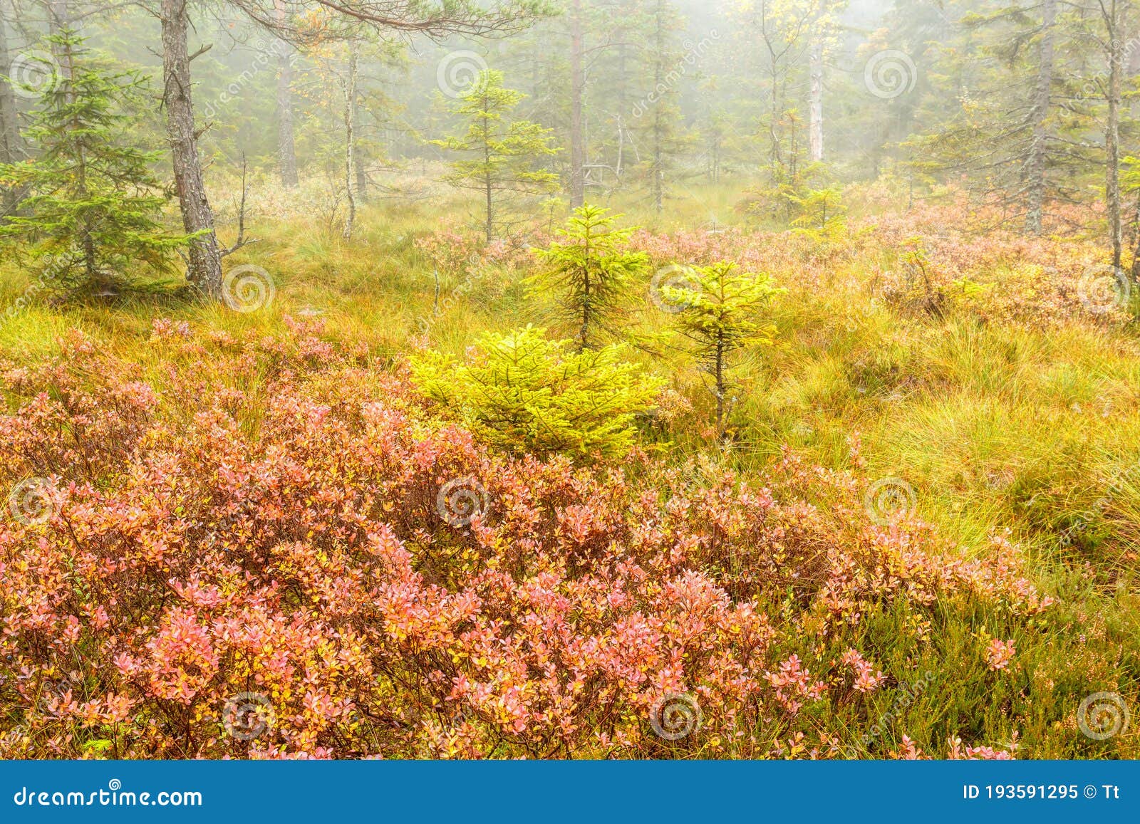 Red Blueberry Bushes on the Moss in Fog Stock Image - Image of autumn ...
