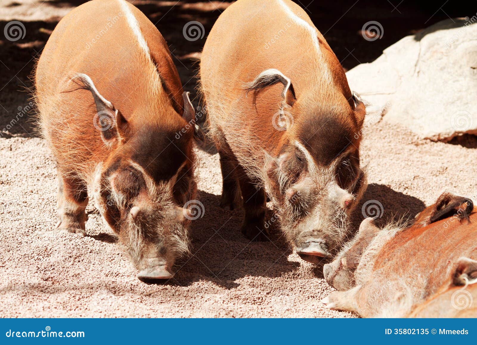 Red boar stock image. Image of foarging, closeup, hair - 35802135