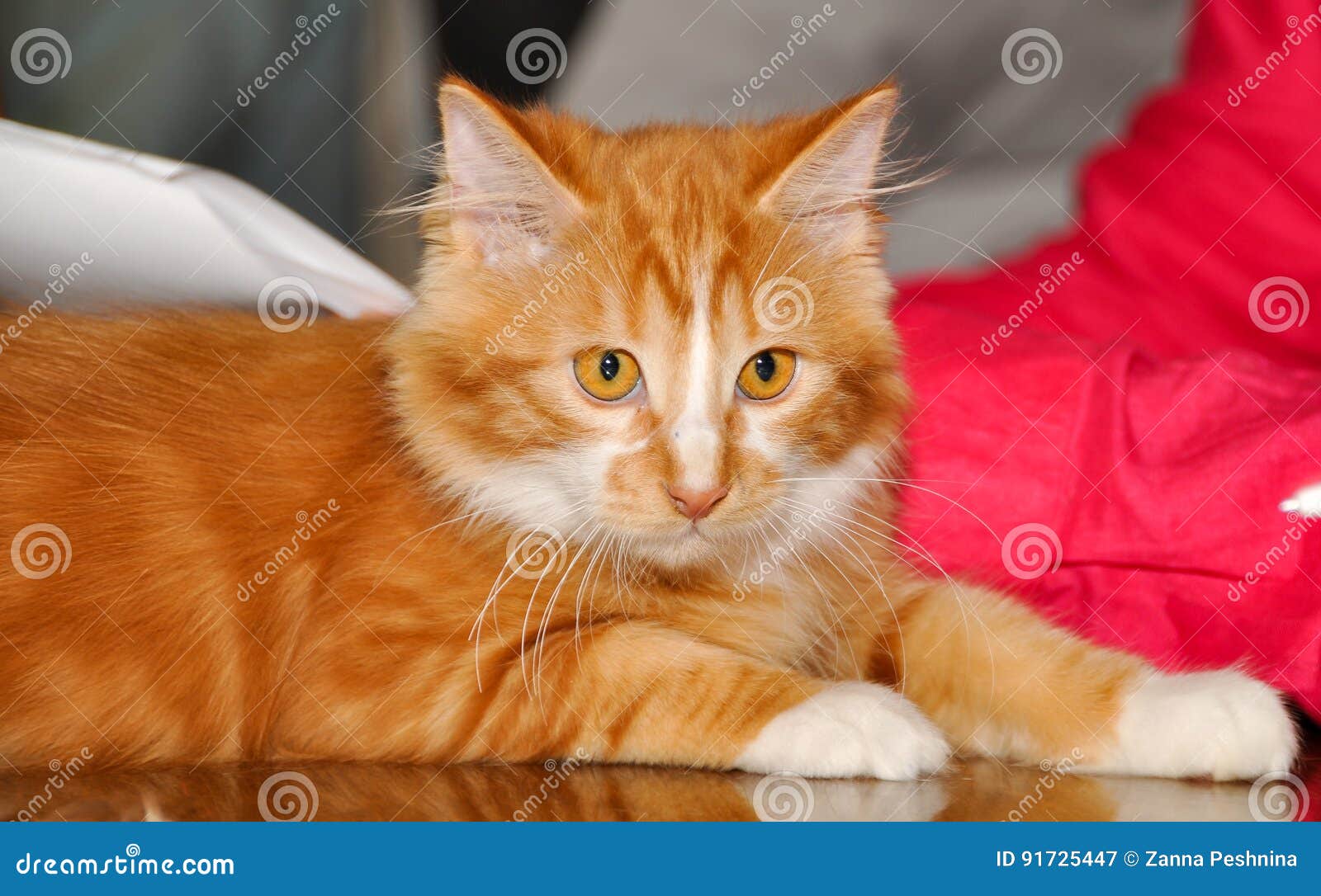 Red Bobtail cat stock image. Image of home, animal, isolated - 91725447