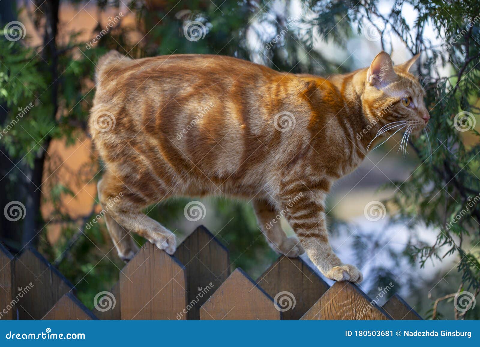 A Red Bobtail Cat Walks in the Garden in Early Spring Stock Image ...