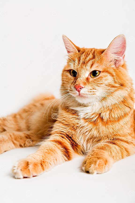 Red bobtail stock image. Image of background, fluffy - 38944973